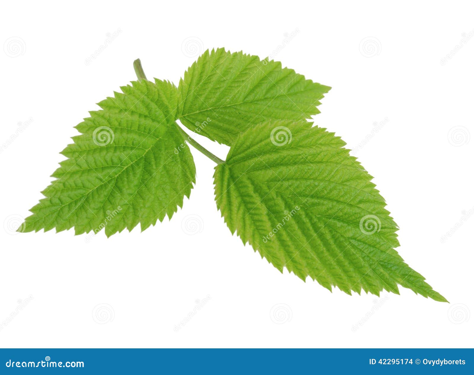 Green Leaf of Raspberry Isolated on White Stock Photo - Image of plant ...