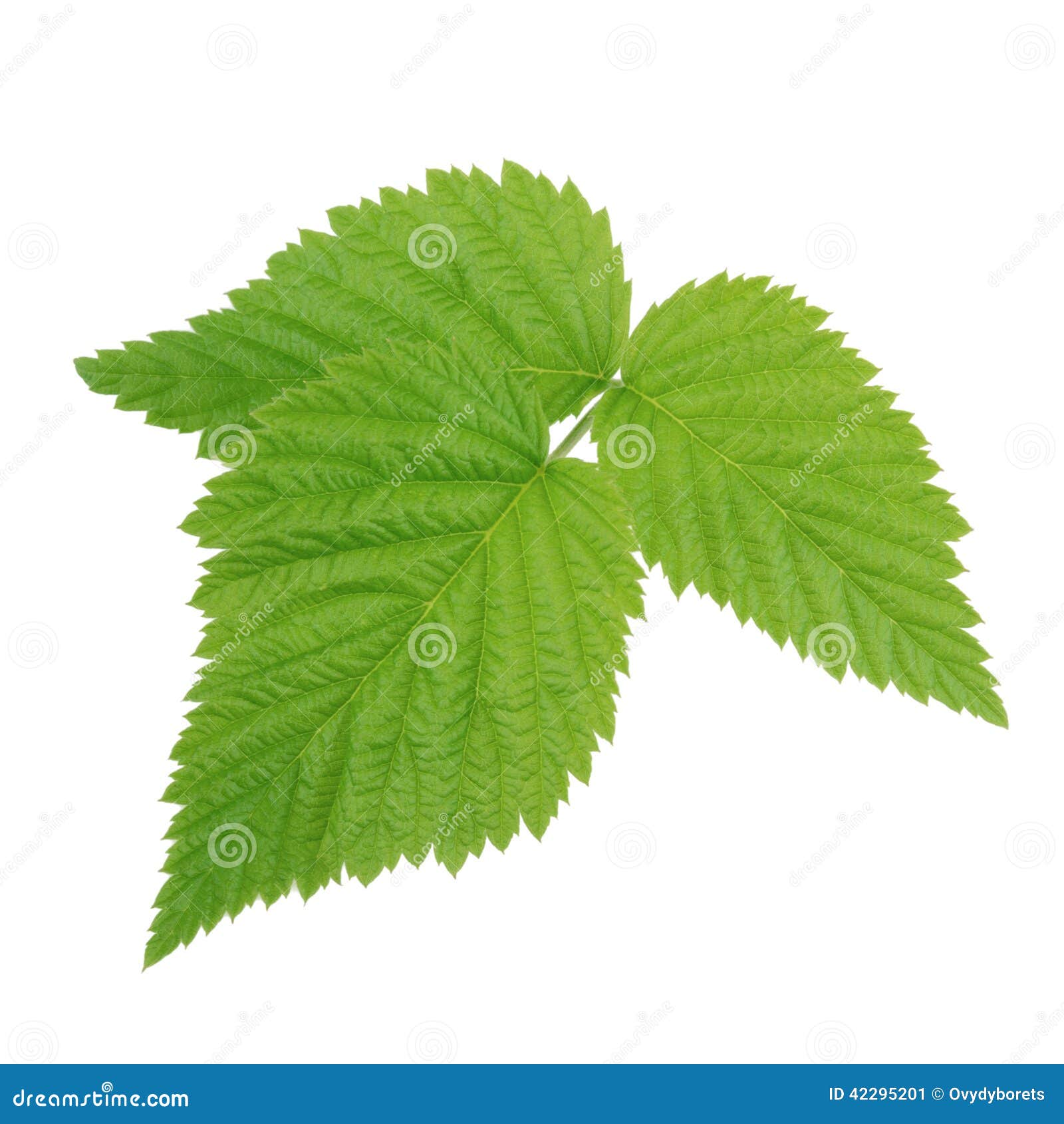 Green Leaf Of Raspberry Isolated On White Stock Image Image Of Plant