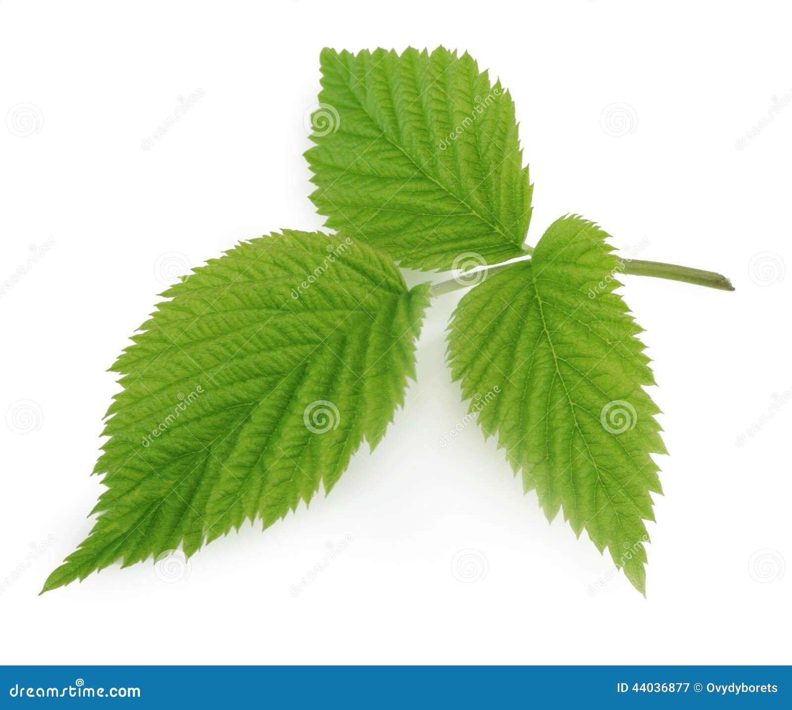 Green Leaf of Raspberry Isolated on White Stock Image - Image of ...