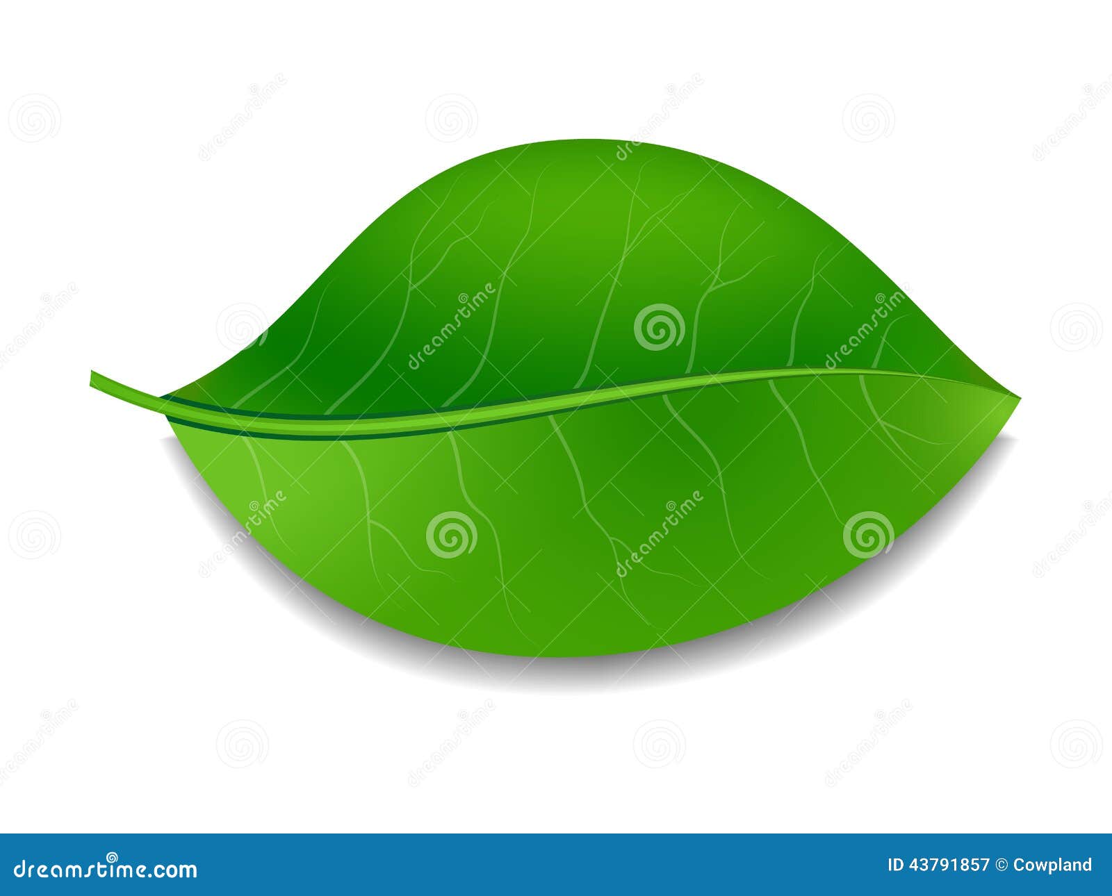Green leaf stock vector. Illustration of green, realistic - 43791857