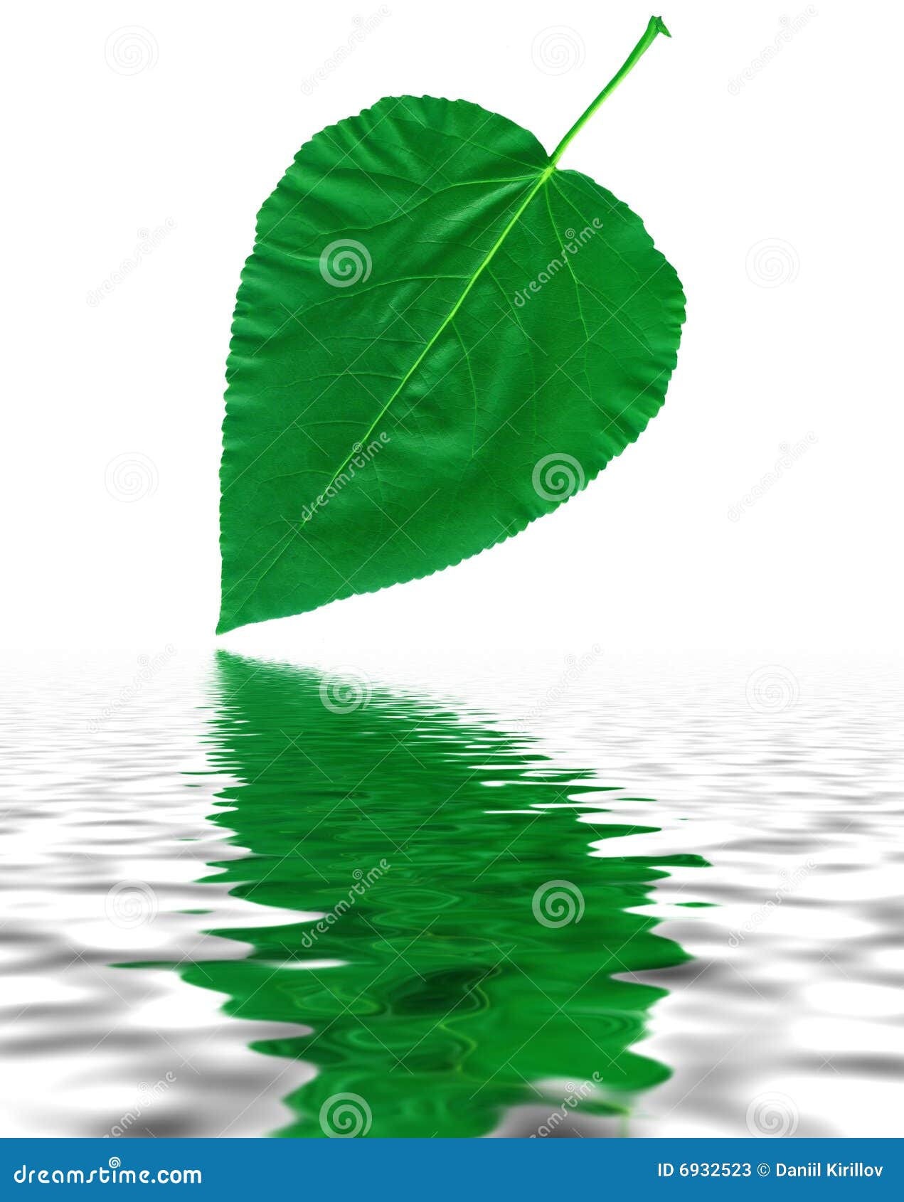Green Leaf with Reflection in Water Stock Image - Image of design ...