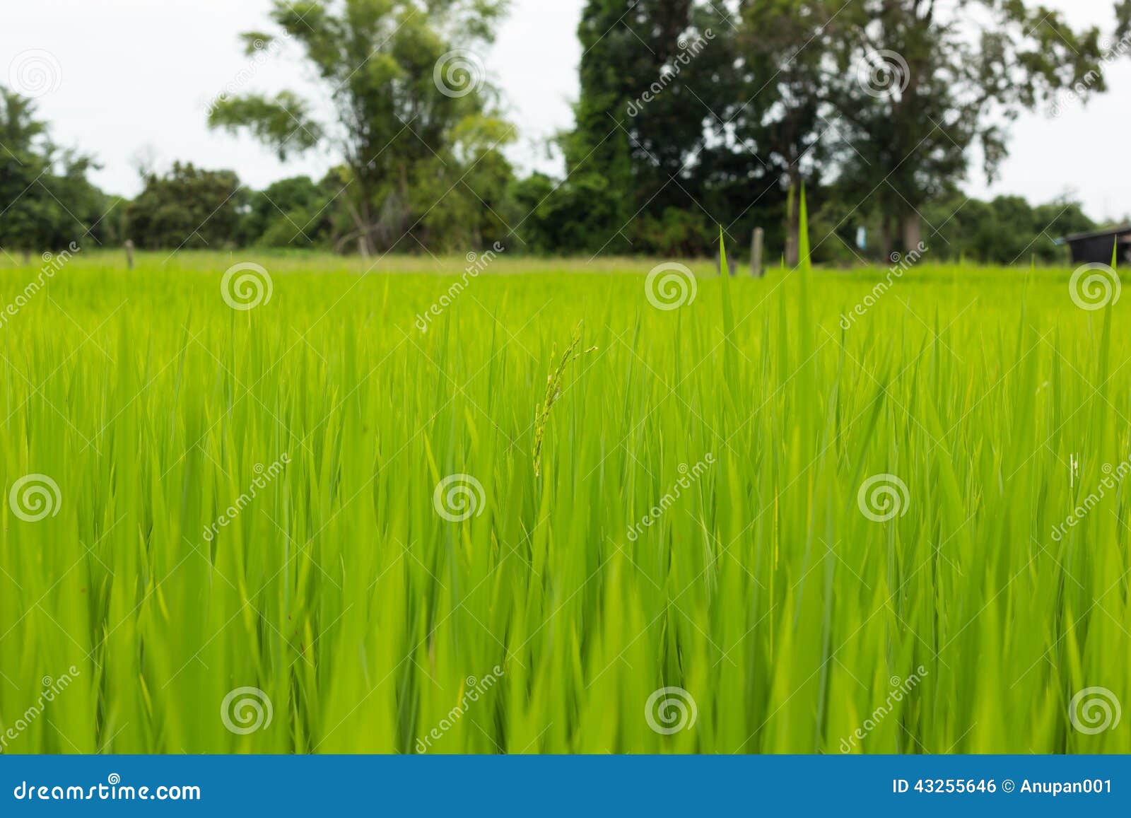 Green leaf rice in field stock photo. Image of close - 43255646
