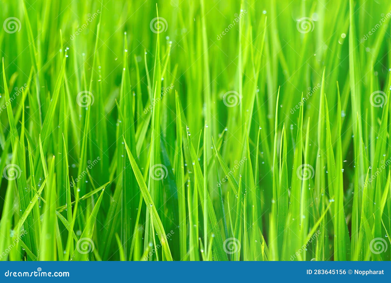 Green Leaf of Rice Plant in Rice Field Stock Photo - Image of nature ...