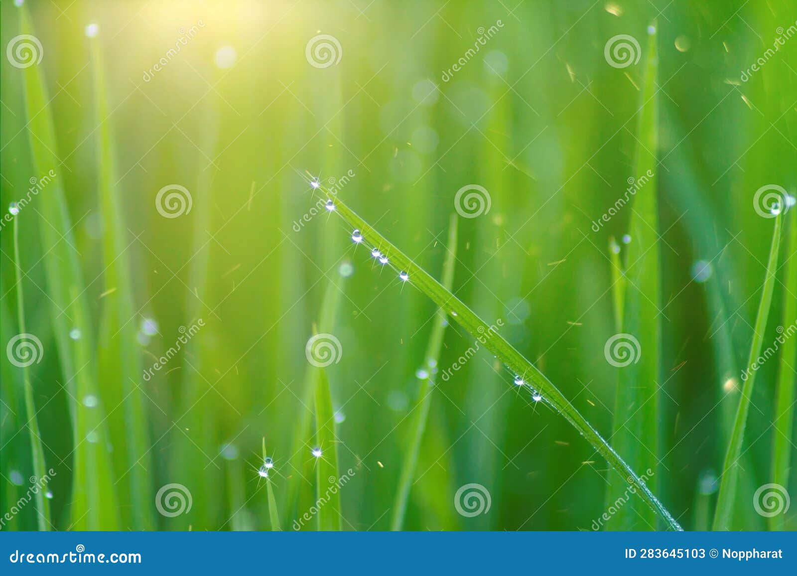 Green Leaf of Rice Plant in Rice Field Stock Image - Image of fields ...