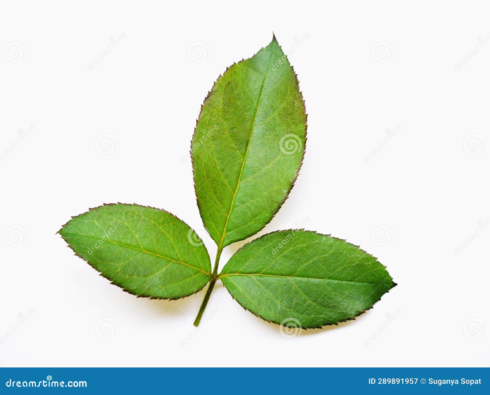 Green Leaf of Rose Flower on Isolated White Background Stock Image ...
