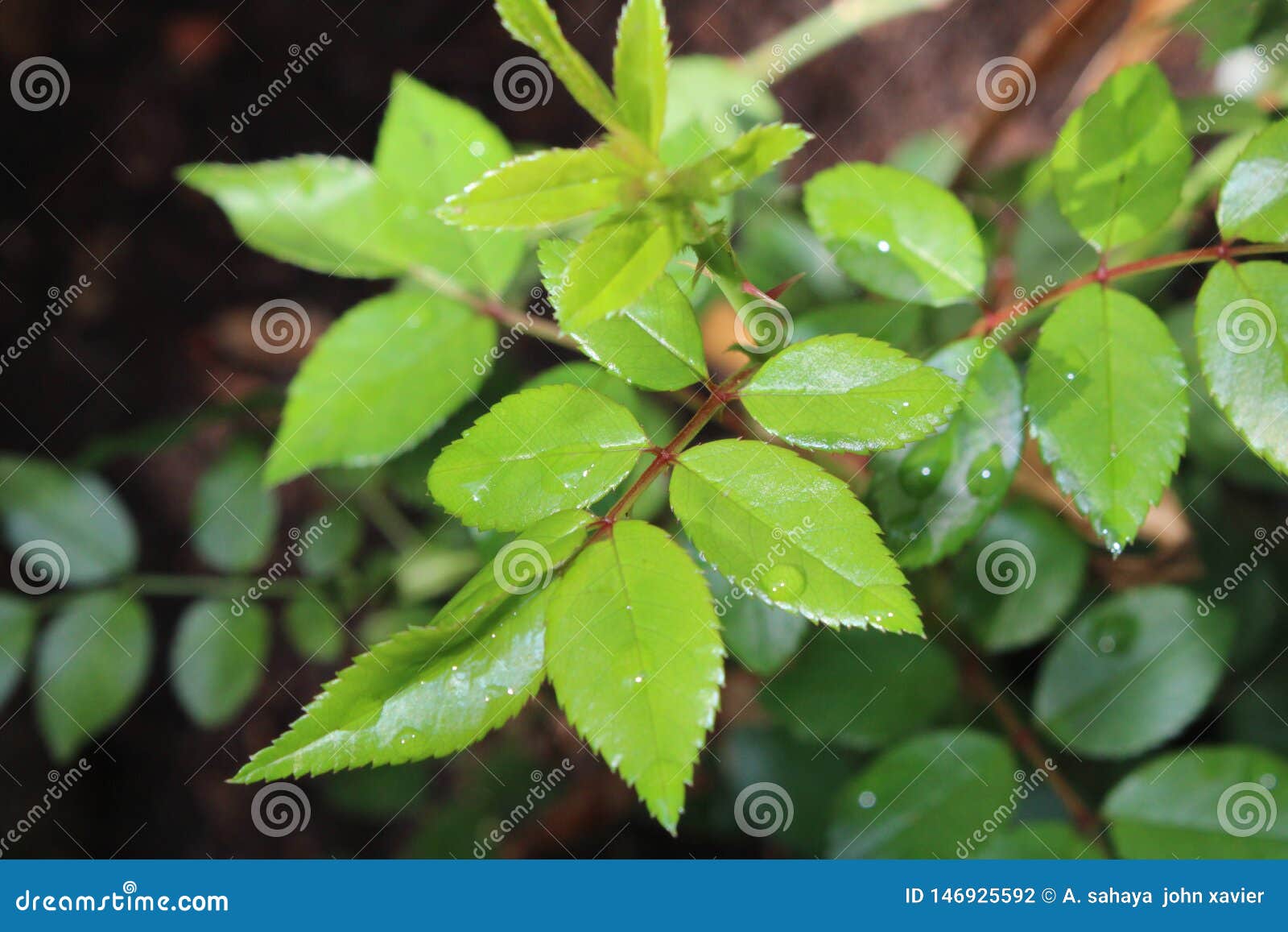 Green leaf of rose stock photo. Image of kodai, green - 146925592