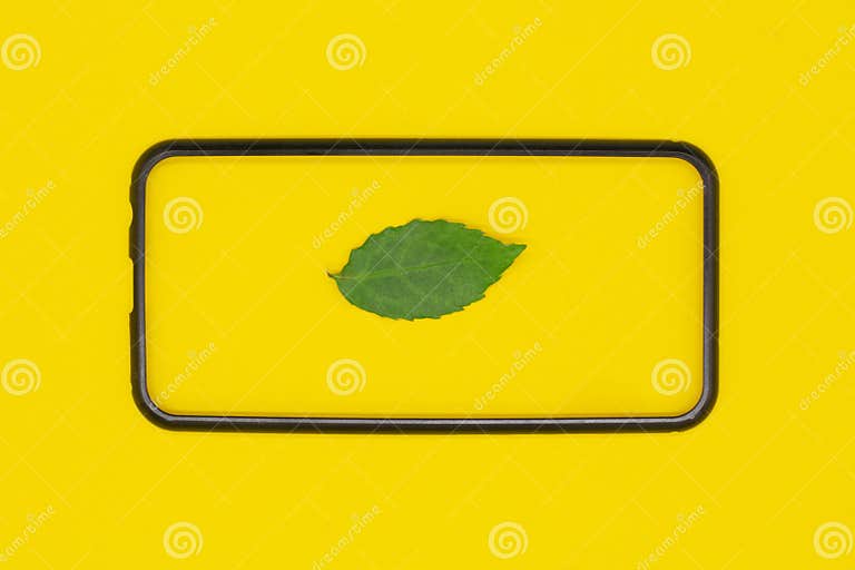 Green Leaf from a Rose Stem in the Frame on a Yellow Background Stock ...