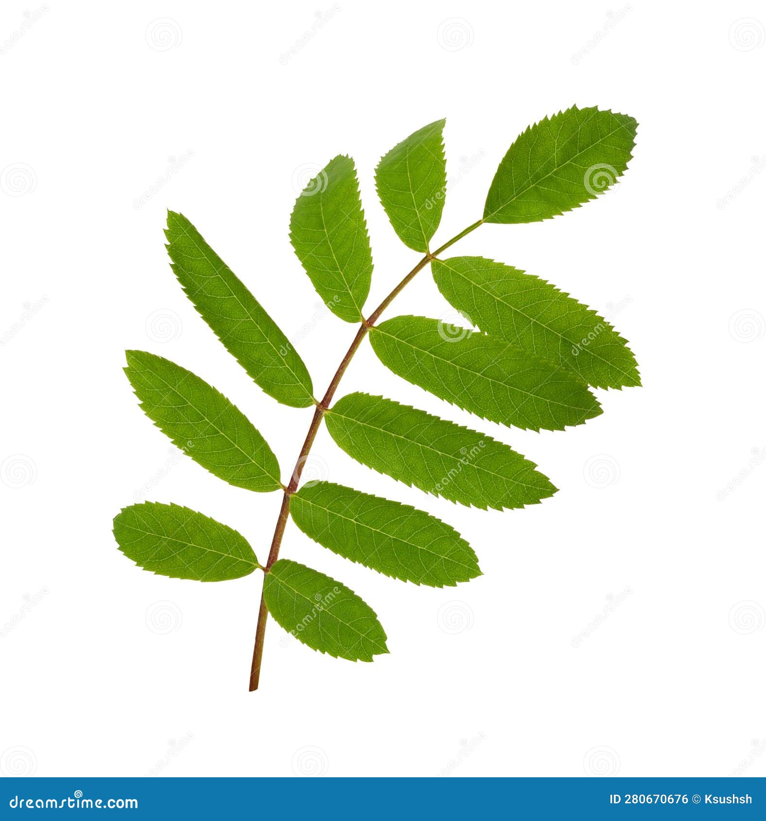Green Leaf of Rowan Tree Isolated Stock Photo - Image of natural, white ...