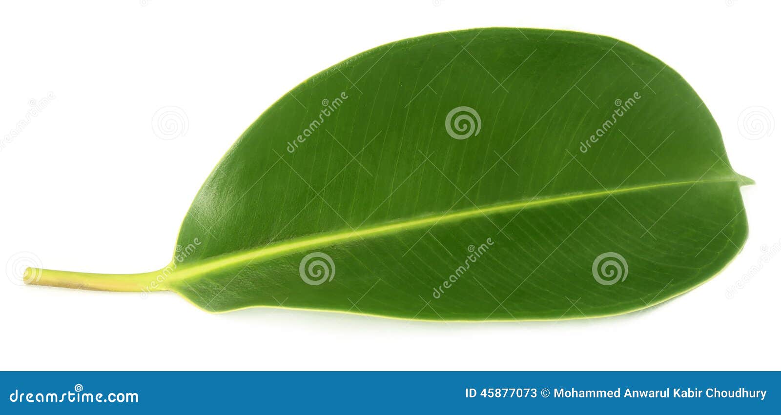 Green leaf of Rubber plant stock image. Image of life - 45877073