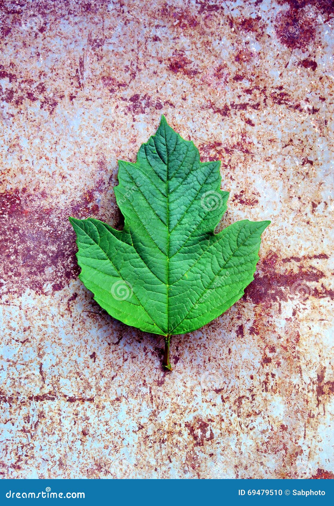 Green Leaf on the Rust stock photo. Image of aging, pattern - 69479510