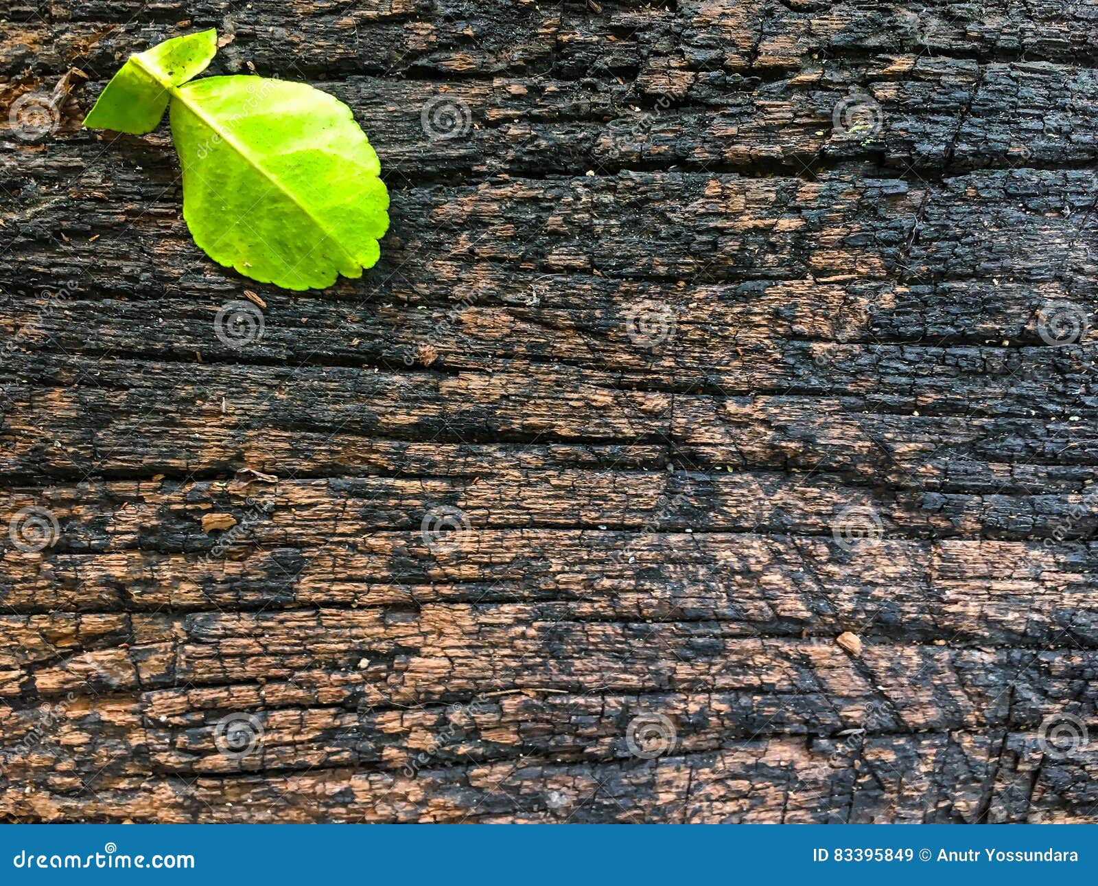 Green Leaf on Rustic Dark Wood Texture and Background. Stock Image ...