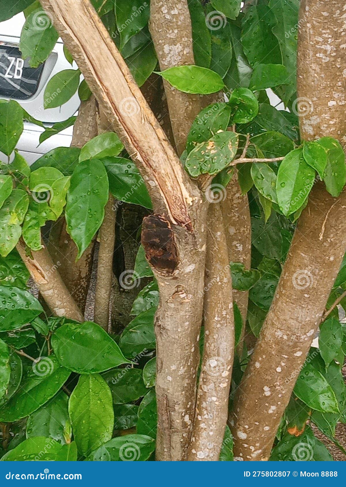 Green leaf stem stock image. Image of trunk, forest - 275802807