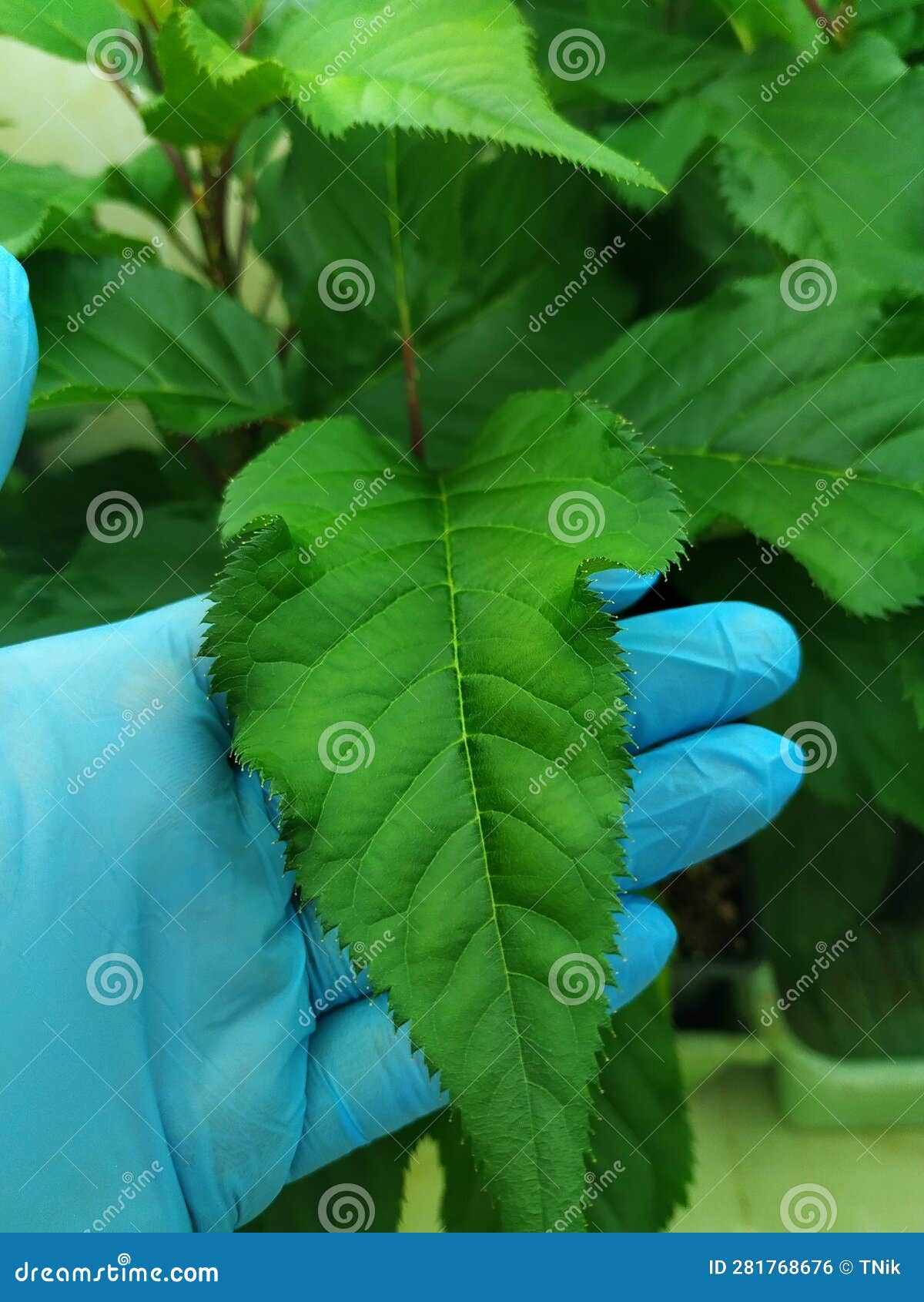 Green Leaf Sample , Scientific Laboratory Stock Photo - Image of flower ...