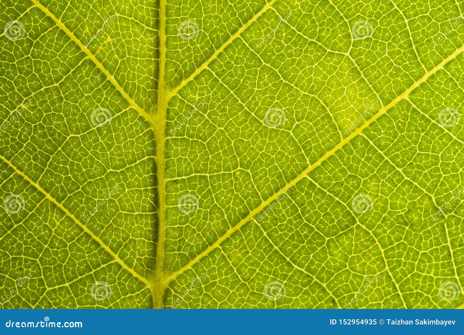 Green Leaf Seamless Texture. Detail Close Image Leaf Macro Seamless ...