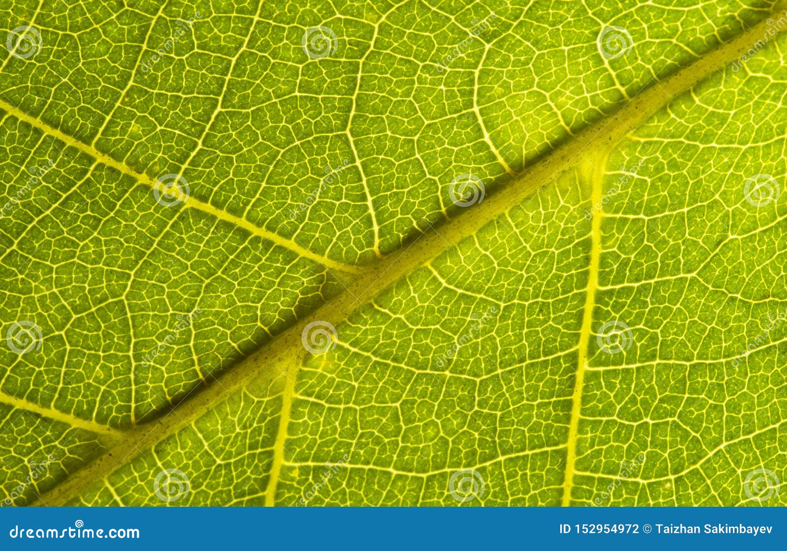 Green Leaf Seamless Texture. Detail Close Image Leaf Macro Seamless ...