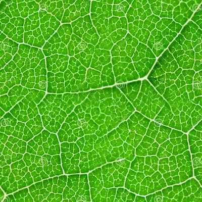 Green Leaf Seamless Texture Stock Photo - Image of macro, green: 35841066