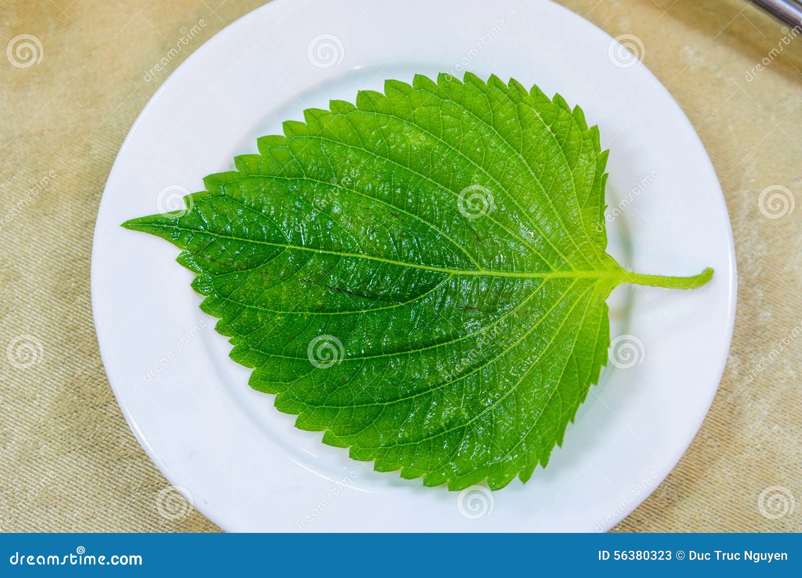 23,974 Sesame Leaf Stock Photos - Free & Royalty-Free Stock Photos from ...