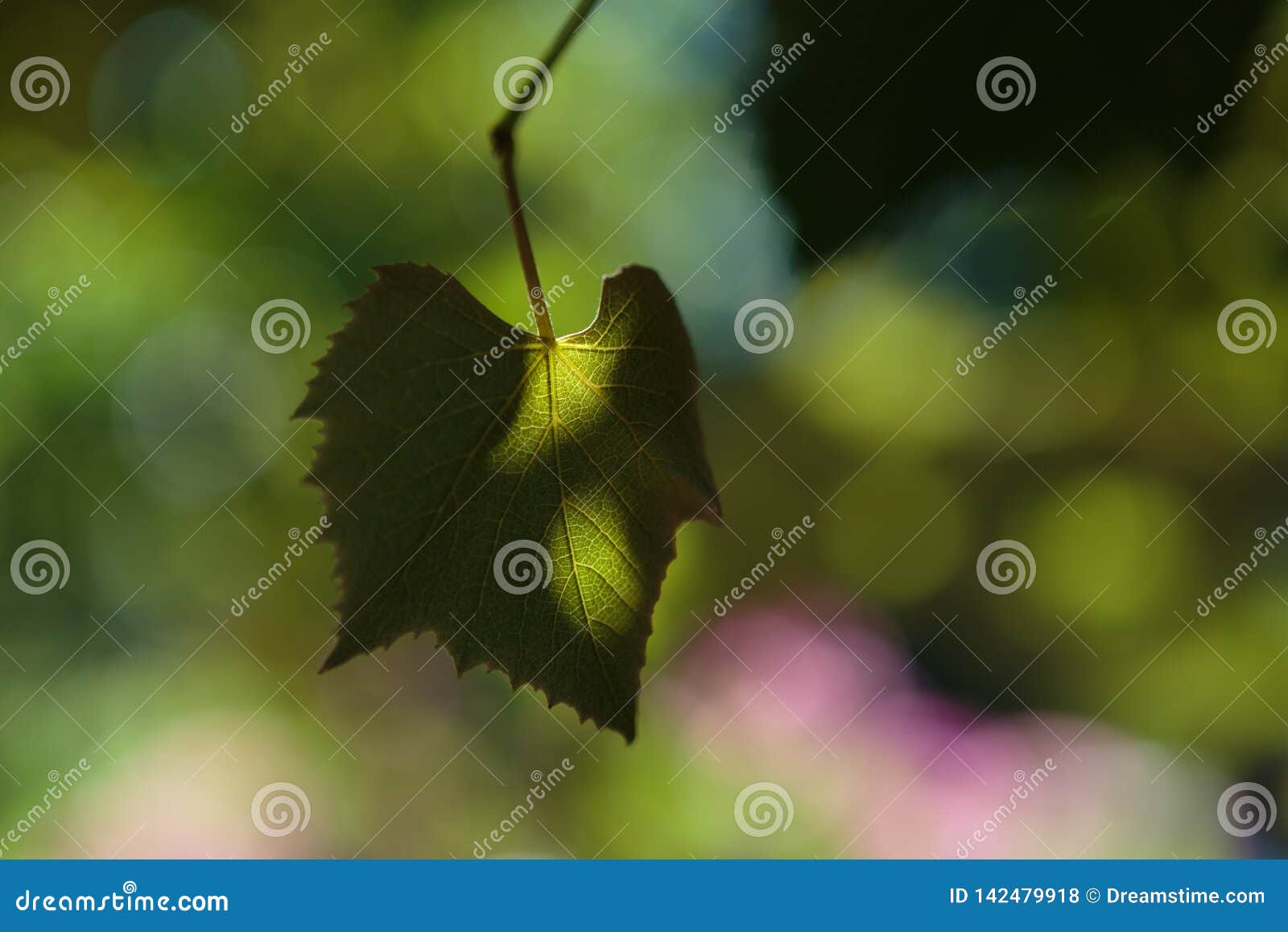 Green Leaf with Sun Pattern. Stock Photo - Image of long, shade: 142479918