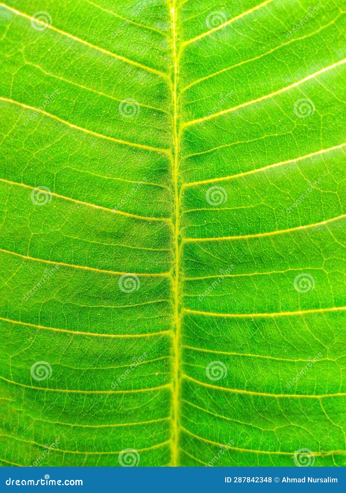 Green Leaf Shape with Creeping Fiber and Very Good Texture Stock Photo ...