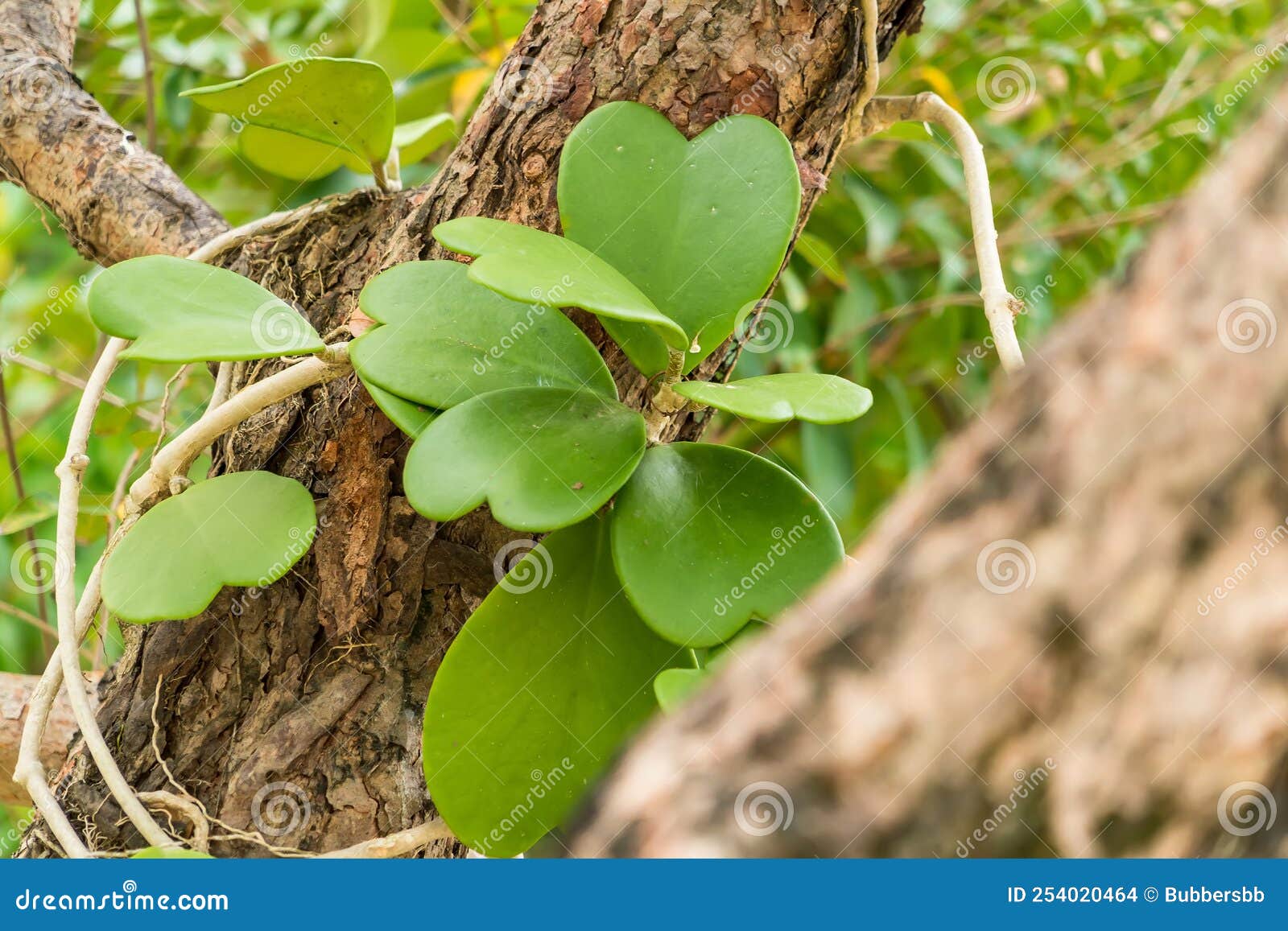 Green Leaf Shaped Like a Large Heart. with Blur Background Stock Photo ...