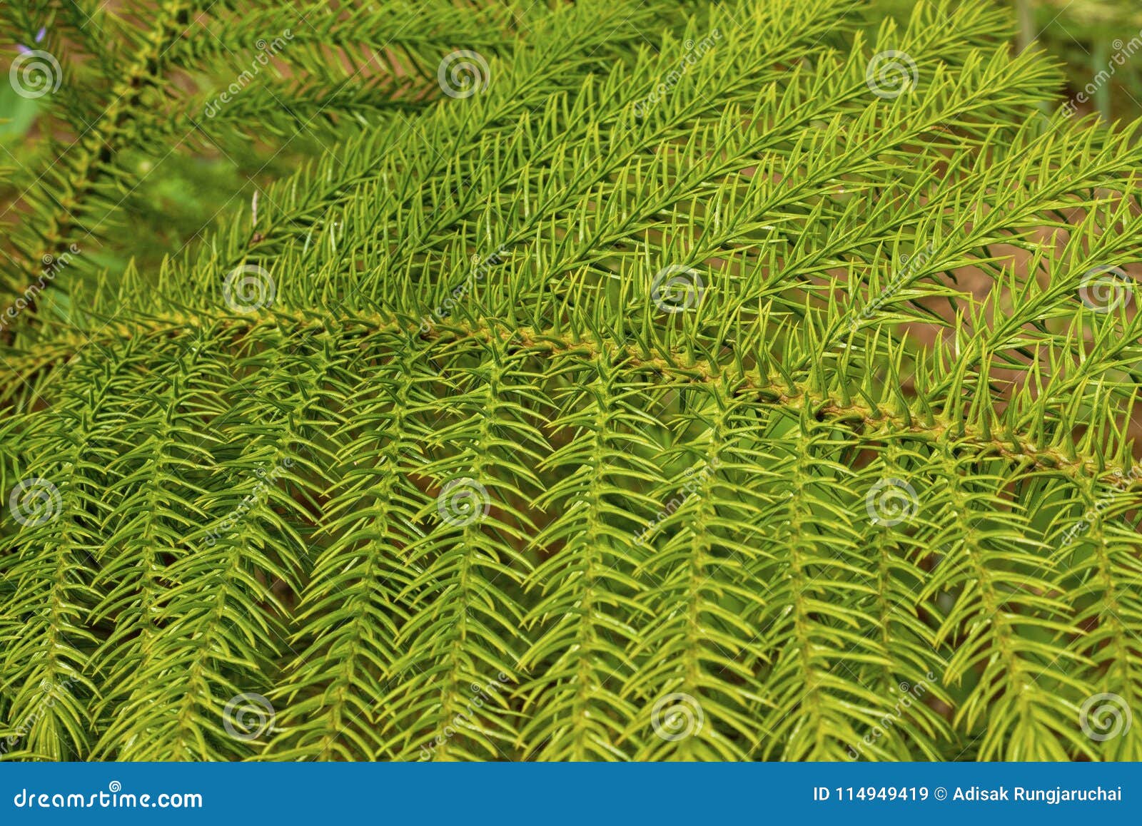 Green Leaf with Sharp Tip, Close-up Stock Image - Image of light, flora ...