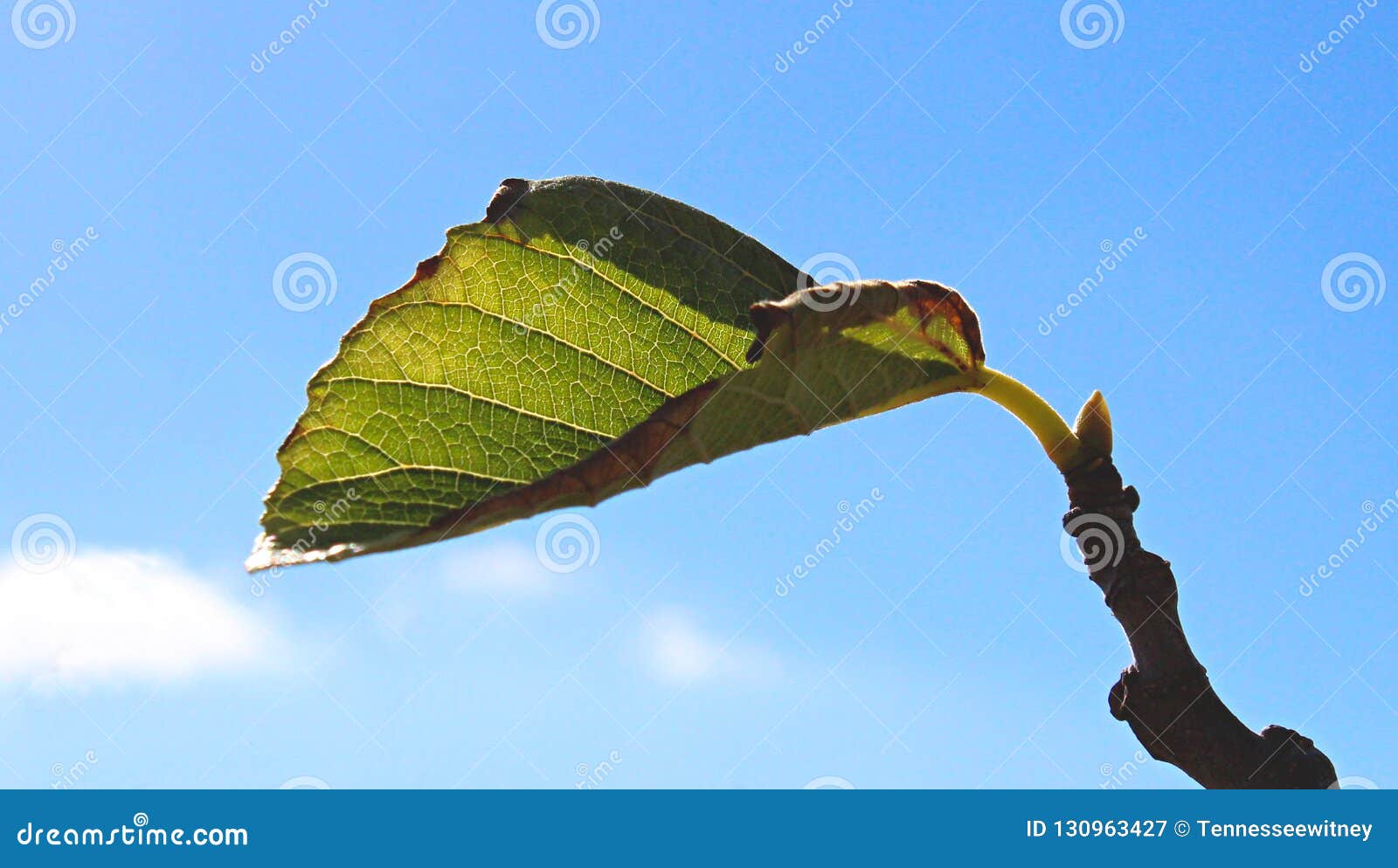 Green Leaf Shoot on a Tree Branch Against a Blue Sky Stock Image ...