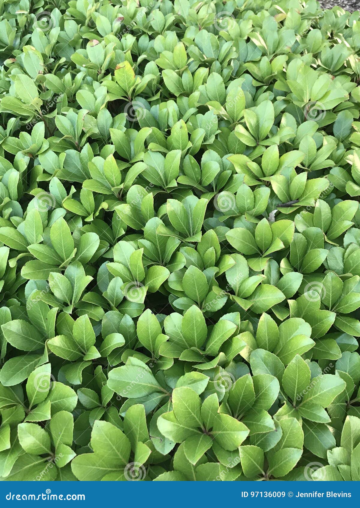 Green leaf shrub stock image. Image of bush, close, leafs - 97136009
