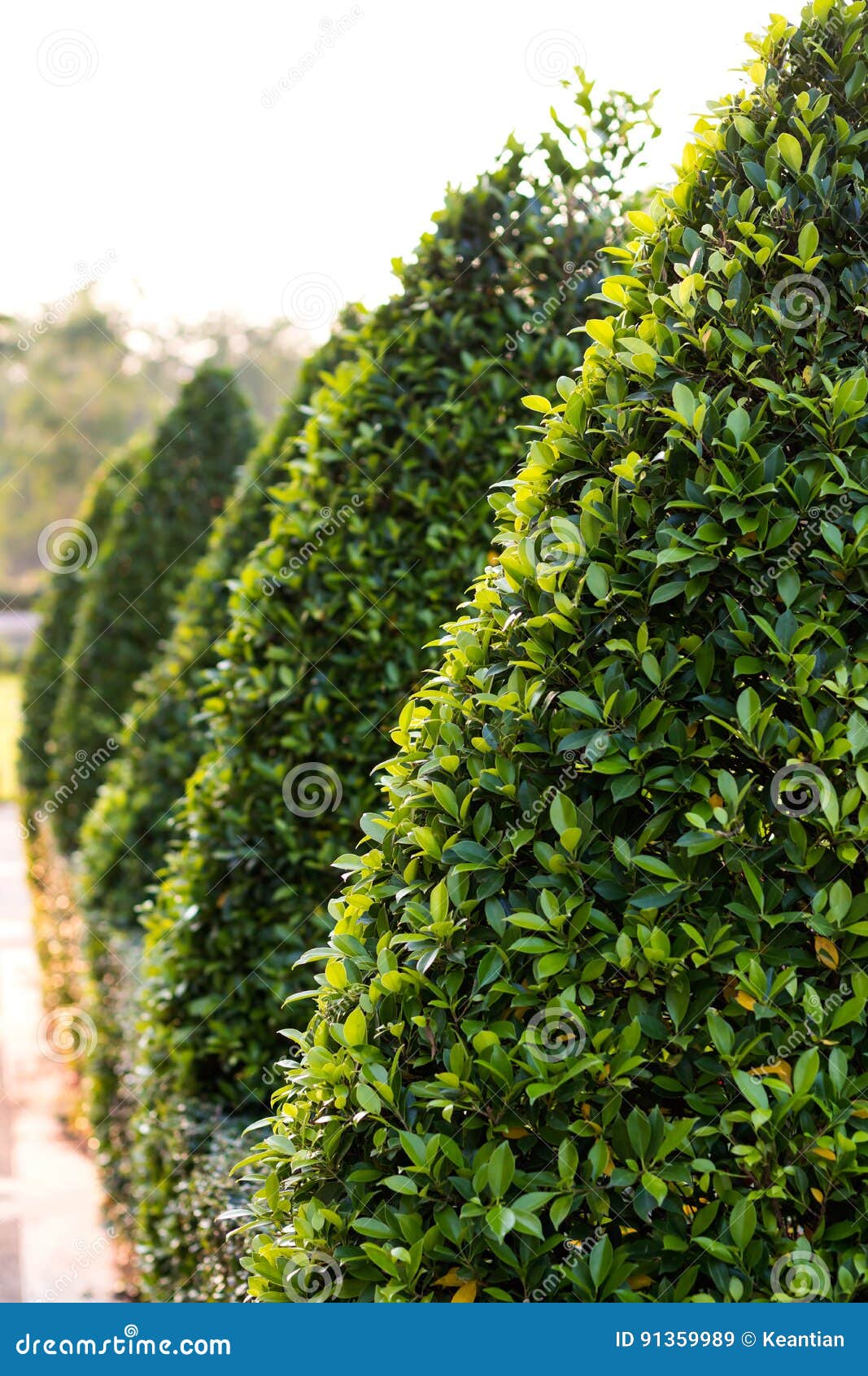 Green Leaf Shrubs Triangles. Stock Image - Image of growth, leaf: 91359989