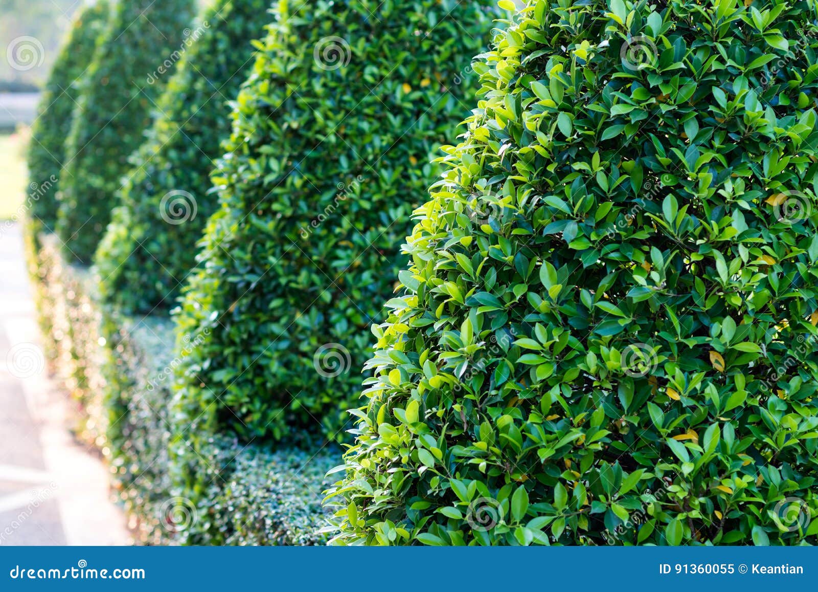 Green Leaf Shrubs Triangles. Stock Image - Image of background, fresh ...