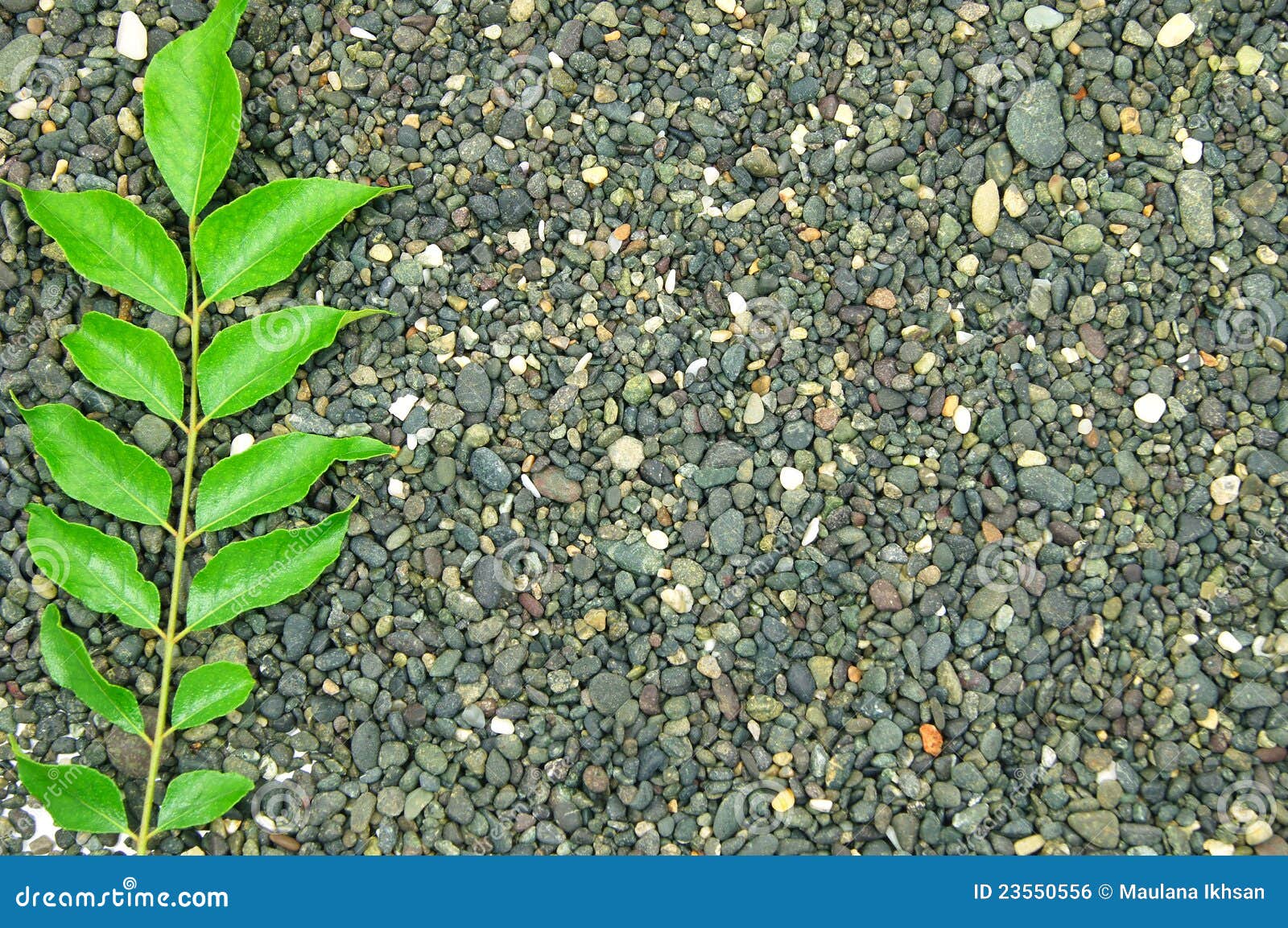 Green leaf on the side stock photo. Image of abstract - 23550556