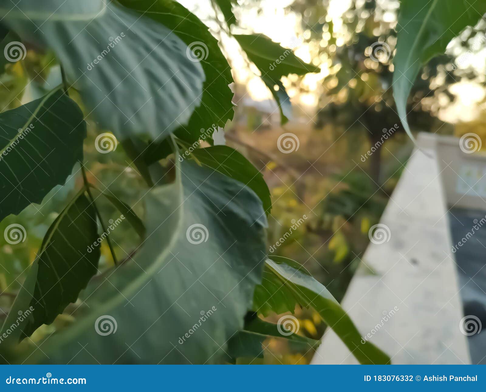 Green Leaf Side Focus View at Evening Time Stock Photo - Image of ...