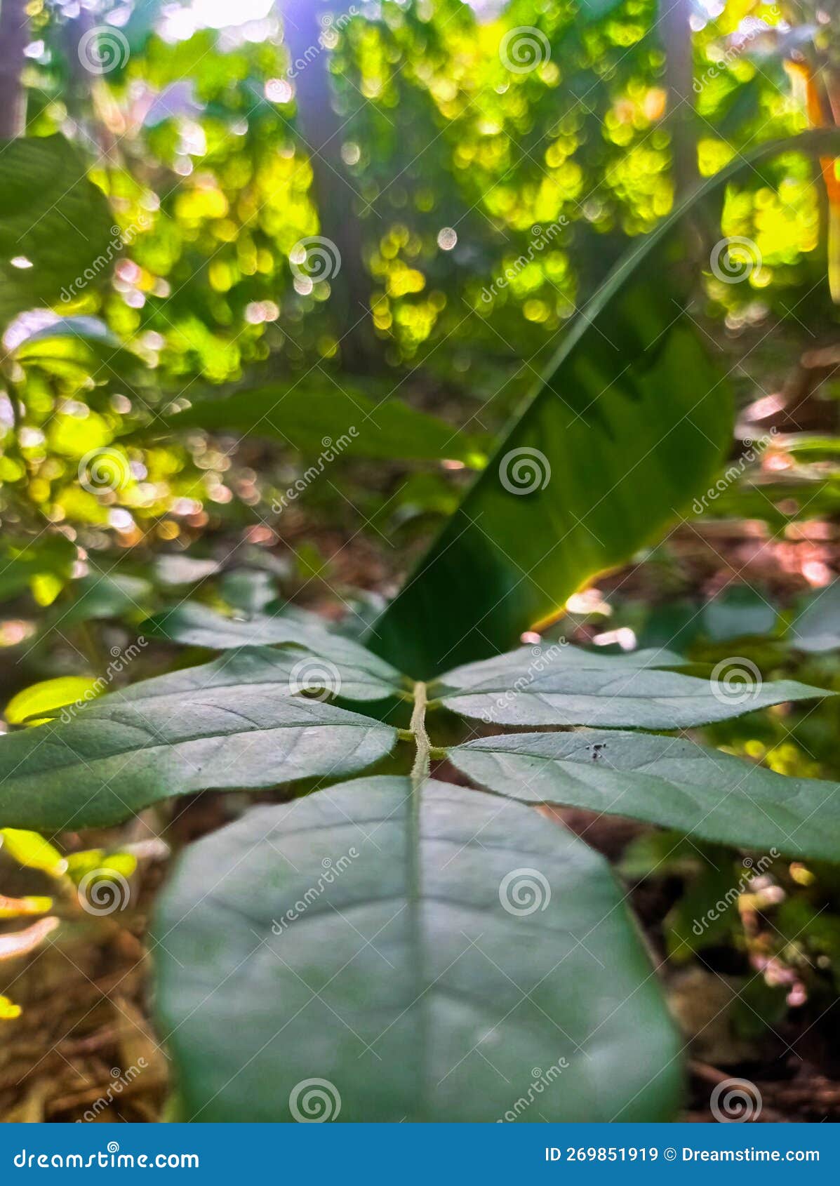 Green Leaf from Side Perspective Stock Image - Image of autumn, tree ...