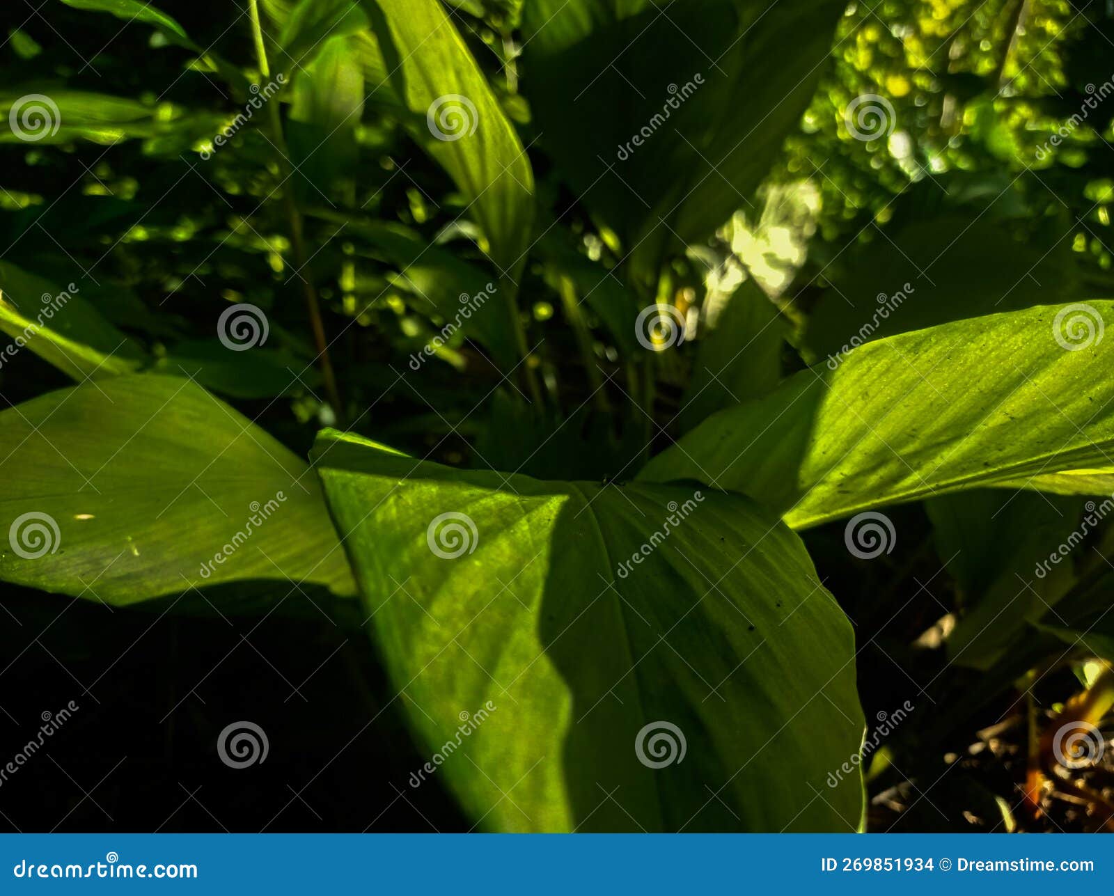 Green Leaf from Side Perspective Stock Photo - Image of side ...