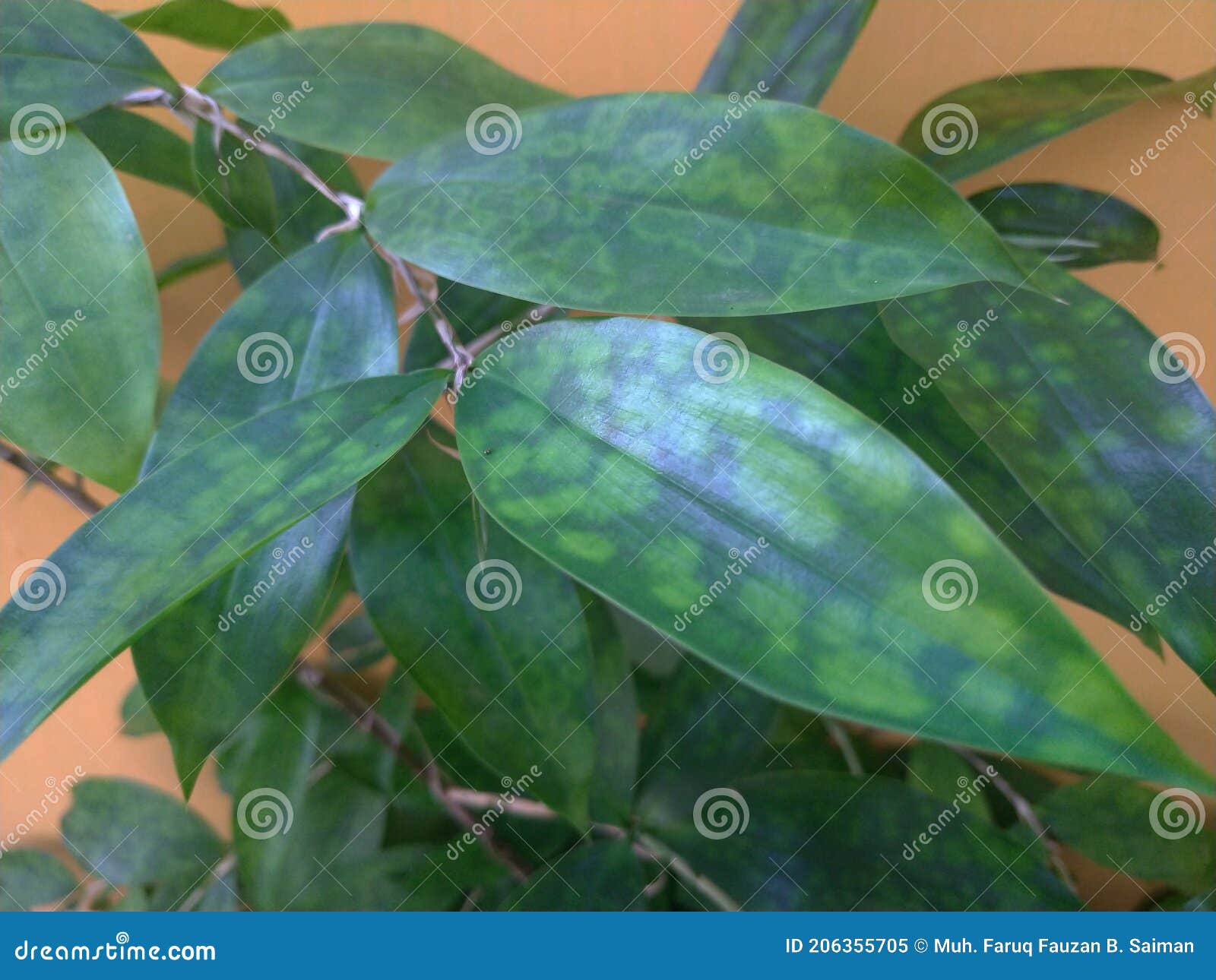 Green leaf in side yard stock image. Image of tree, evergreen - 206355705