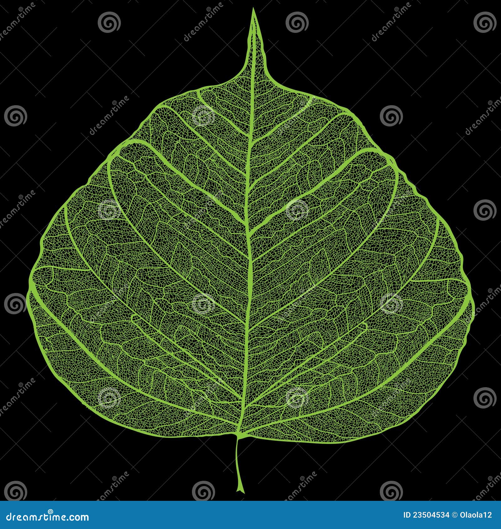 Green leaf skeleton stock vector. Illustration of nature - 23504534