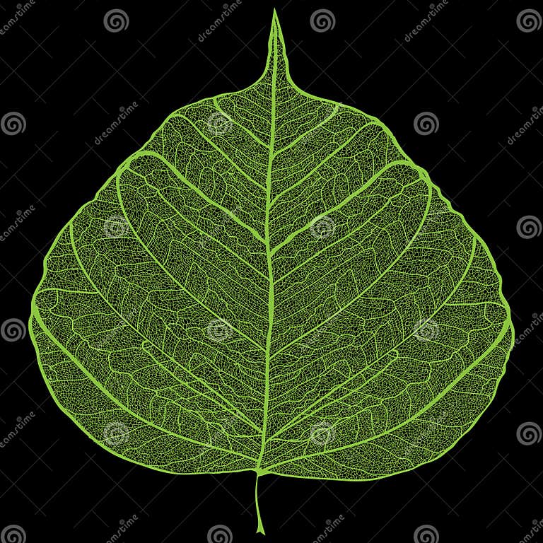 Green leaf skeleton stock vector. Illustration of nature - 23504534