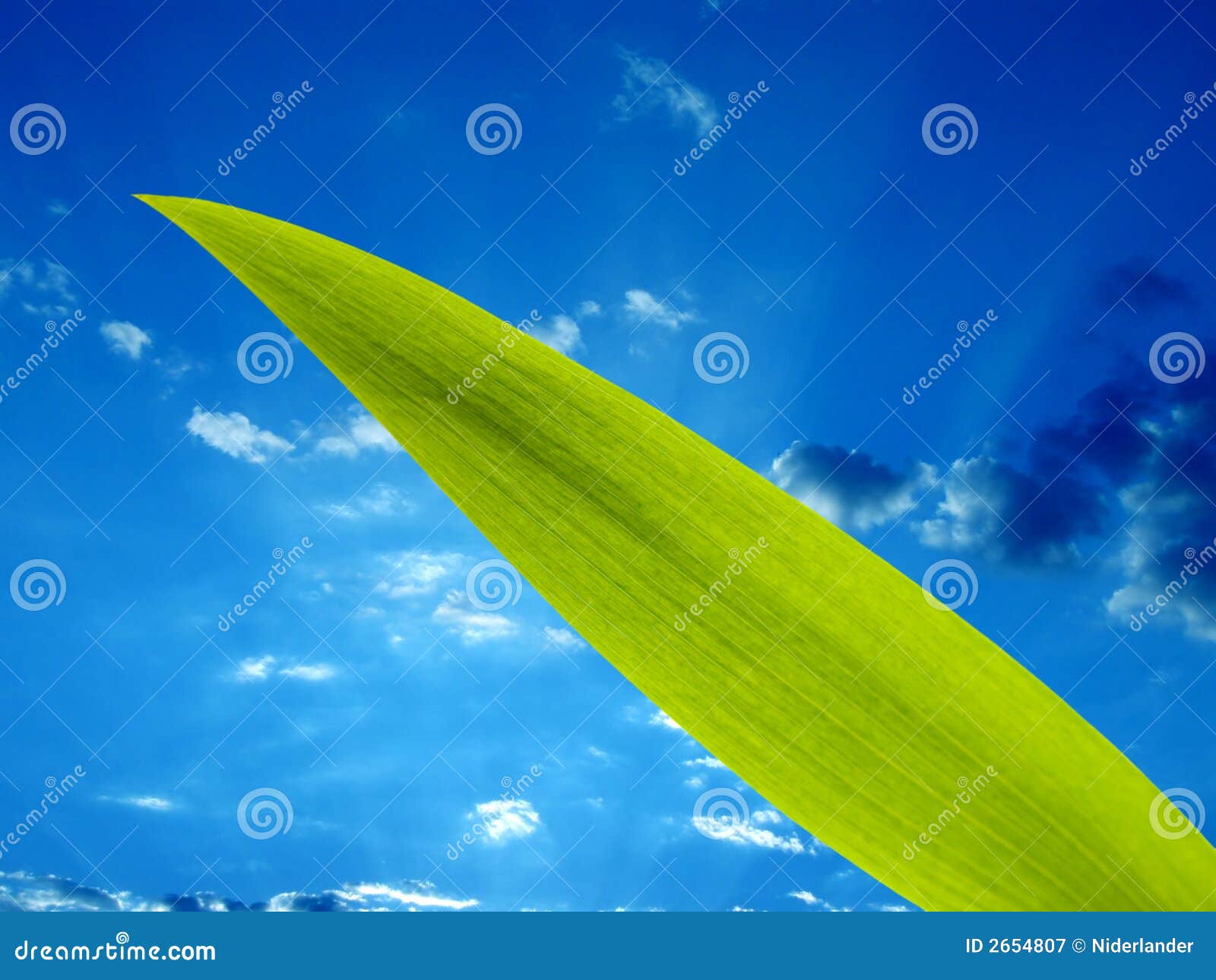 Green leaf and the sky stock image. Image of tree, tropical - 2654807
