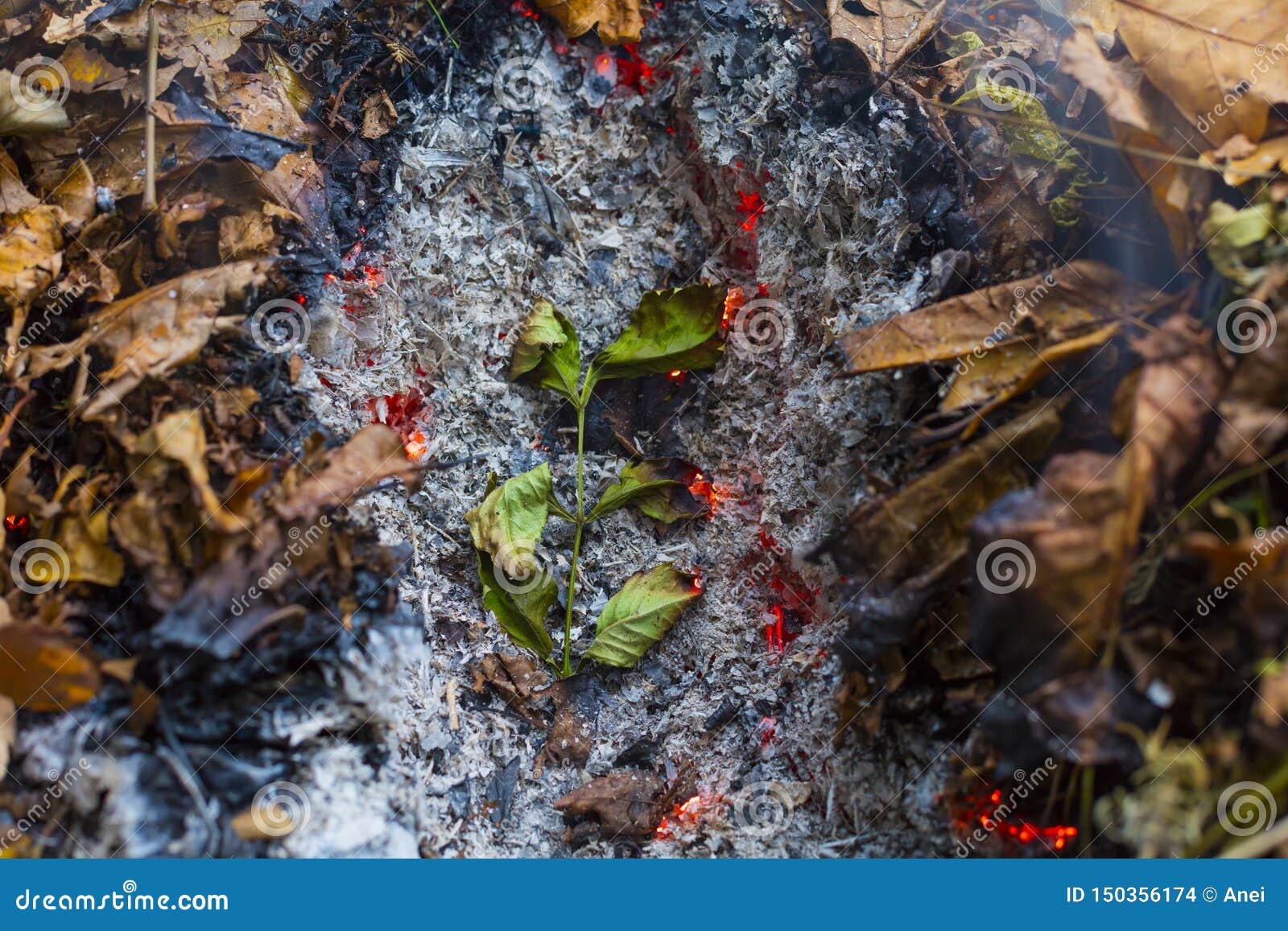 A Green Leaf Slowling Burning in a Pile of Brown Leaves and Hot Ashes ...