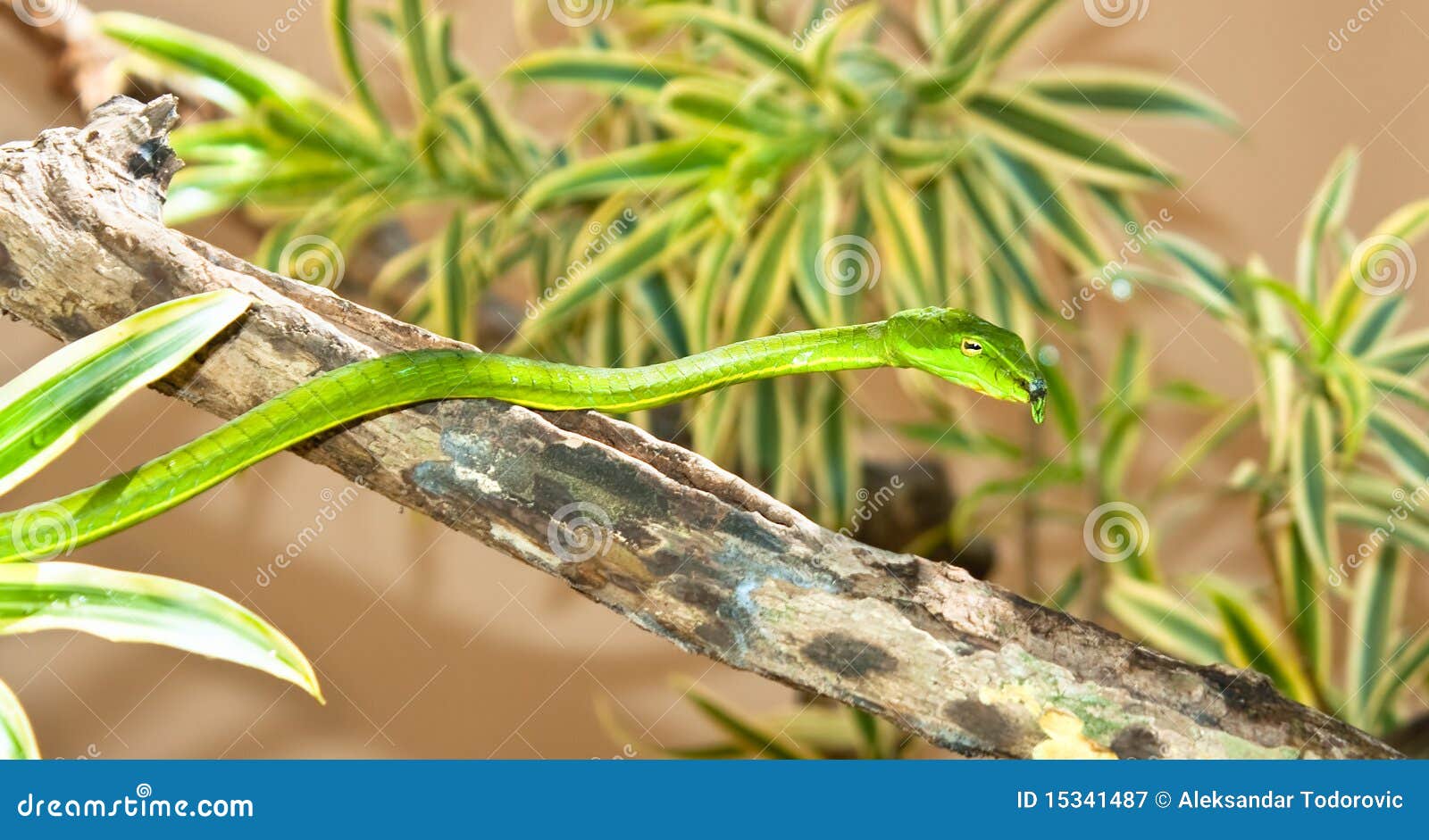 Green Leaf Snake from India Stock Image - Image of jungle, pretty: 15341487