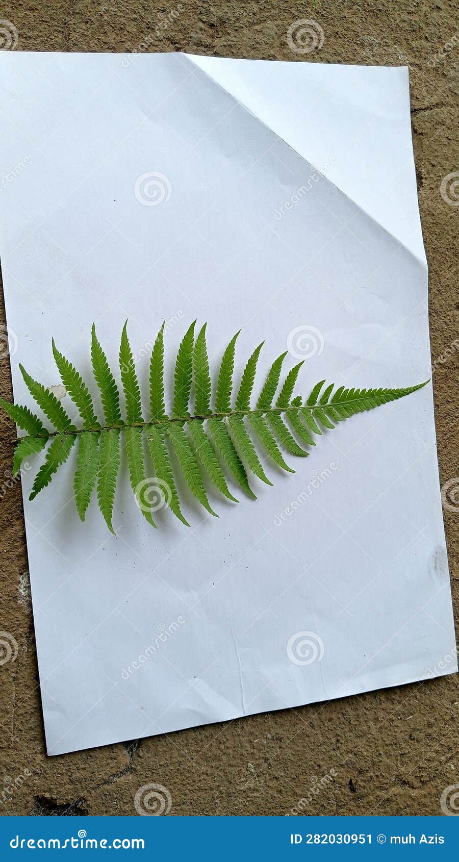 Green Leaf Spots on White Paper Stock Image - Image of white, paper ...