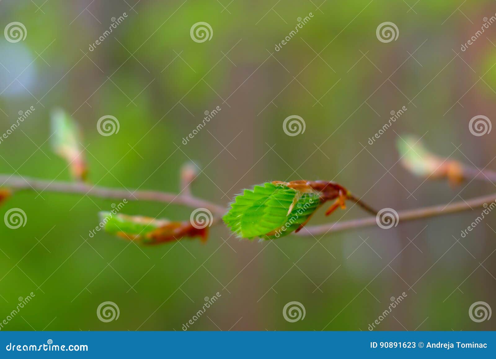 Green Leaf in Spring stock image. Image of spring, nature - 90891623