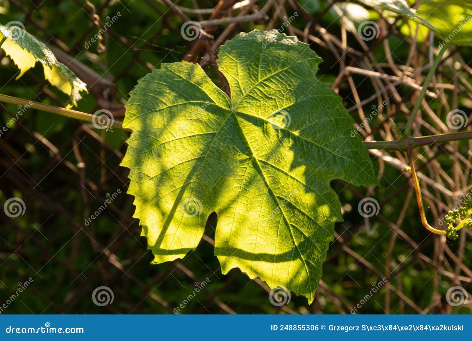 Green leaf in spring stock photo. Image of nature, branches - 248855306