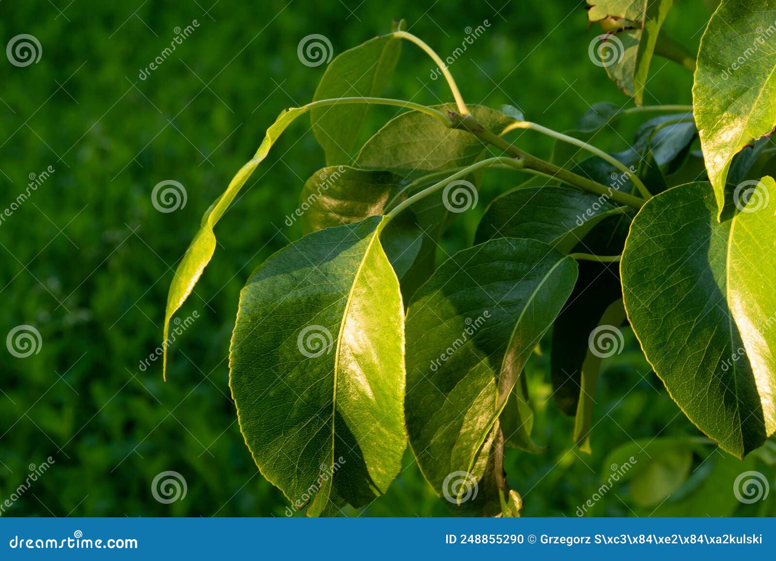 Green leaf in spring stock photo. Image of nature, leaf - 248855290