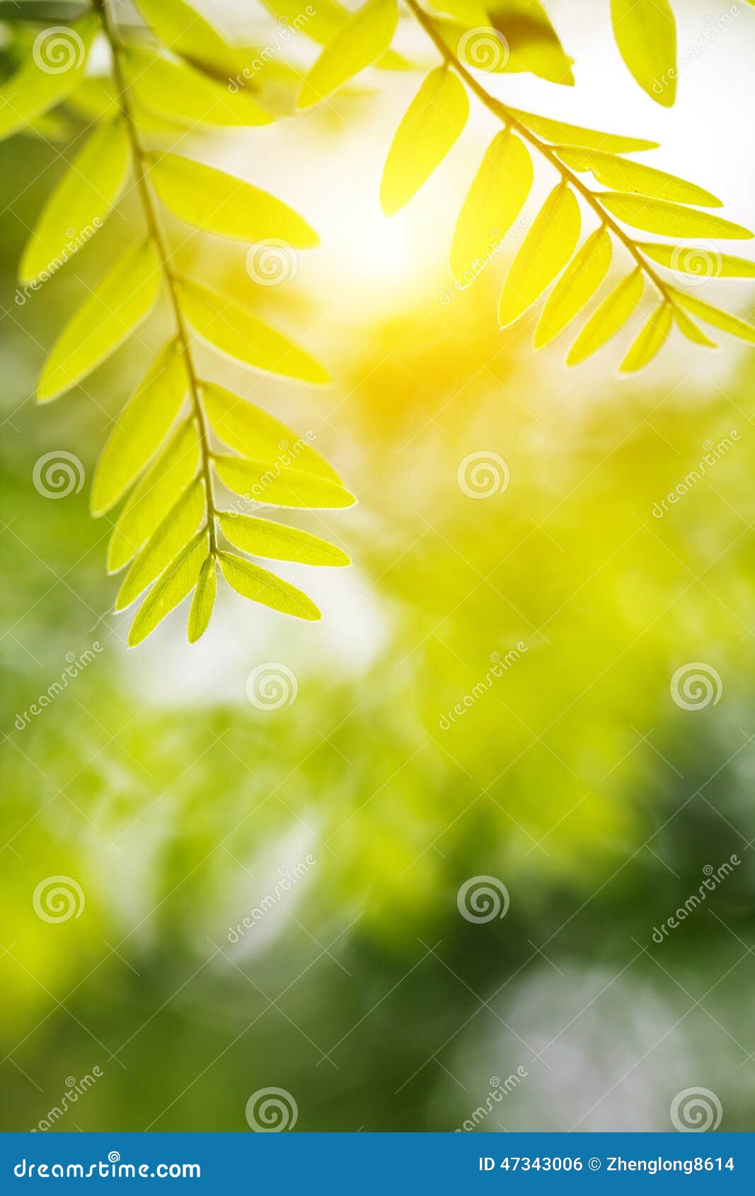 Green leaf in the spring stock photo. Image of foliage - 47343006