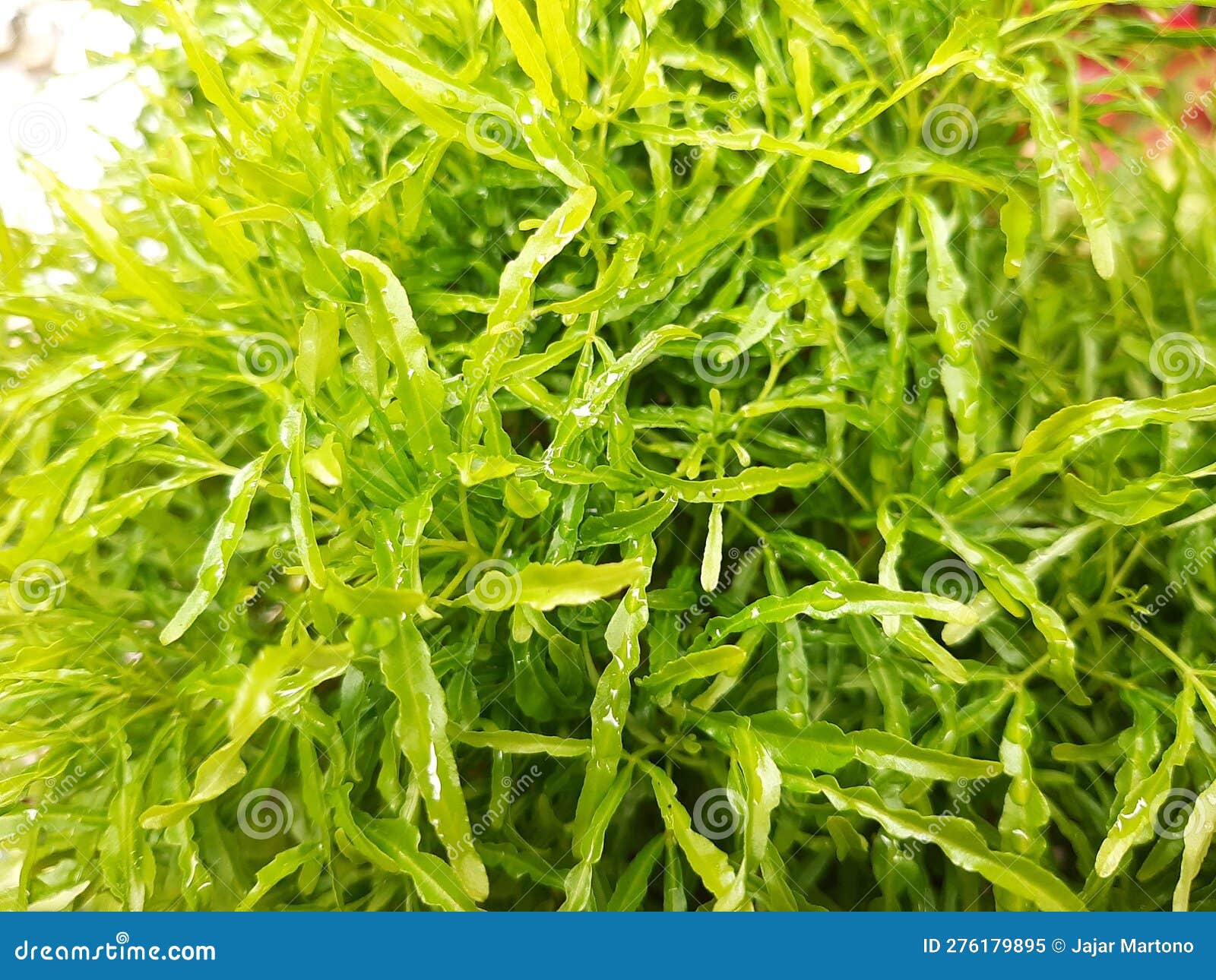 Green Leaf Square Frame. Green Leaves Background or the Natural Walls ...