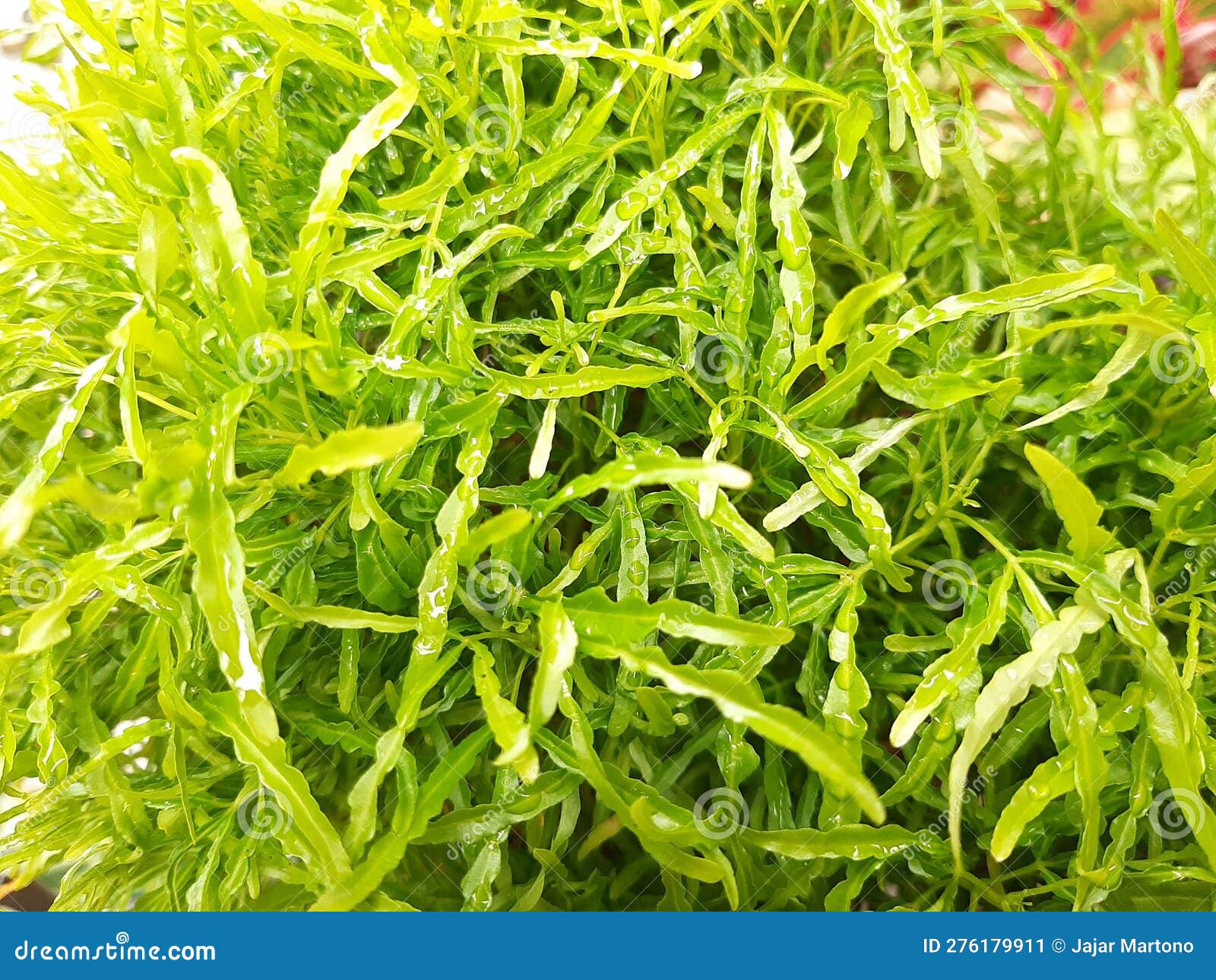 Green Leaf Square Frame. Green Leaves Background or the Natural Walls ...