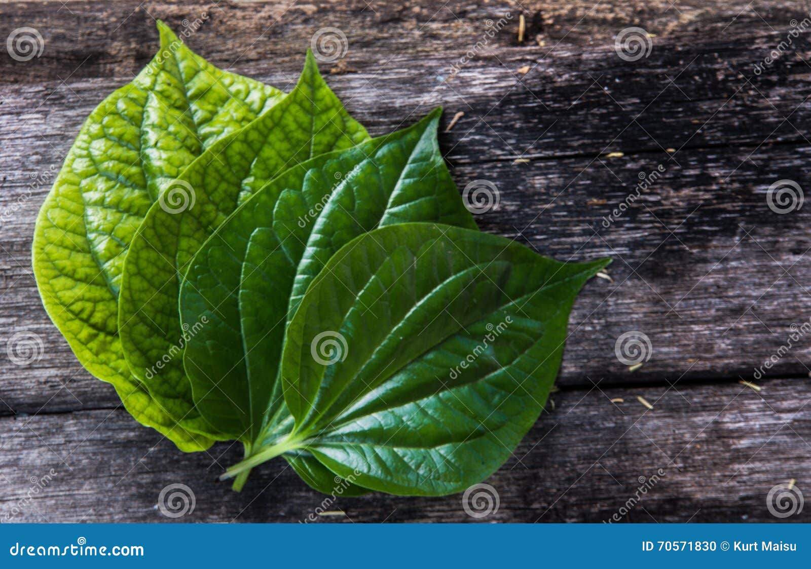 Green leaf stock photo. Image of garden, leave, tree - 70571830