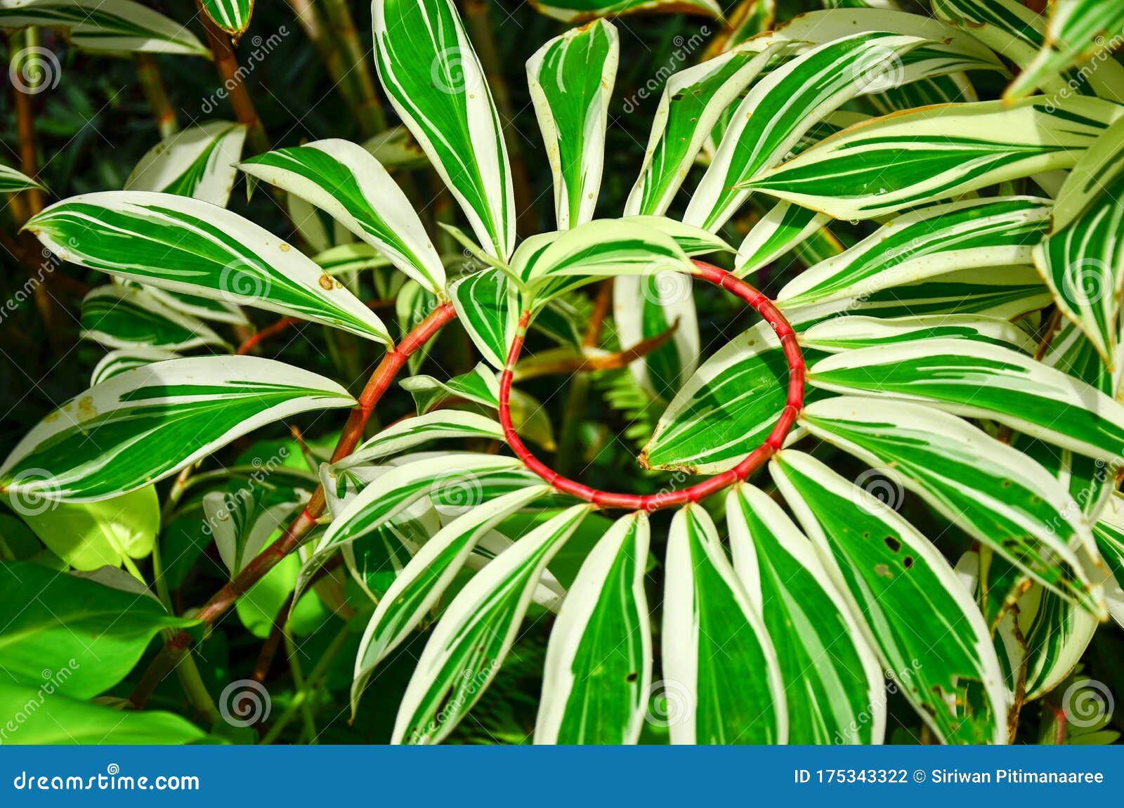 Green Leaf Stair , Leaves Circular Shape Stock Photo - Image of element ...