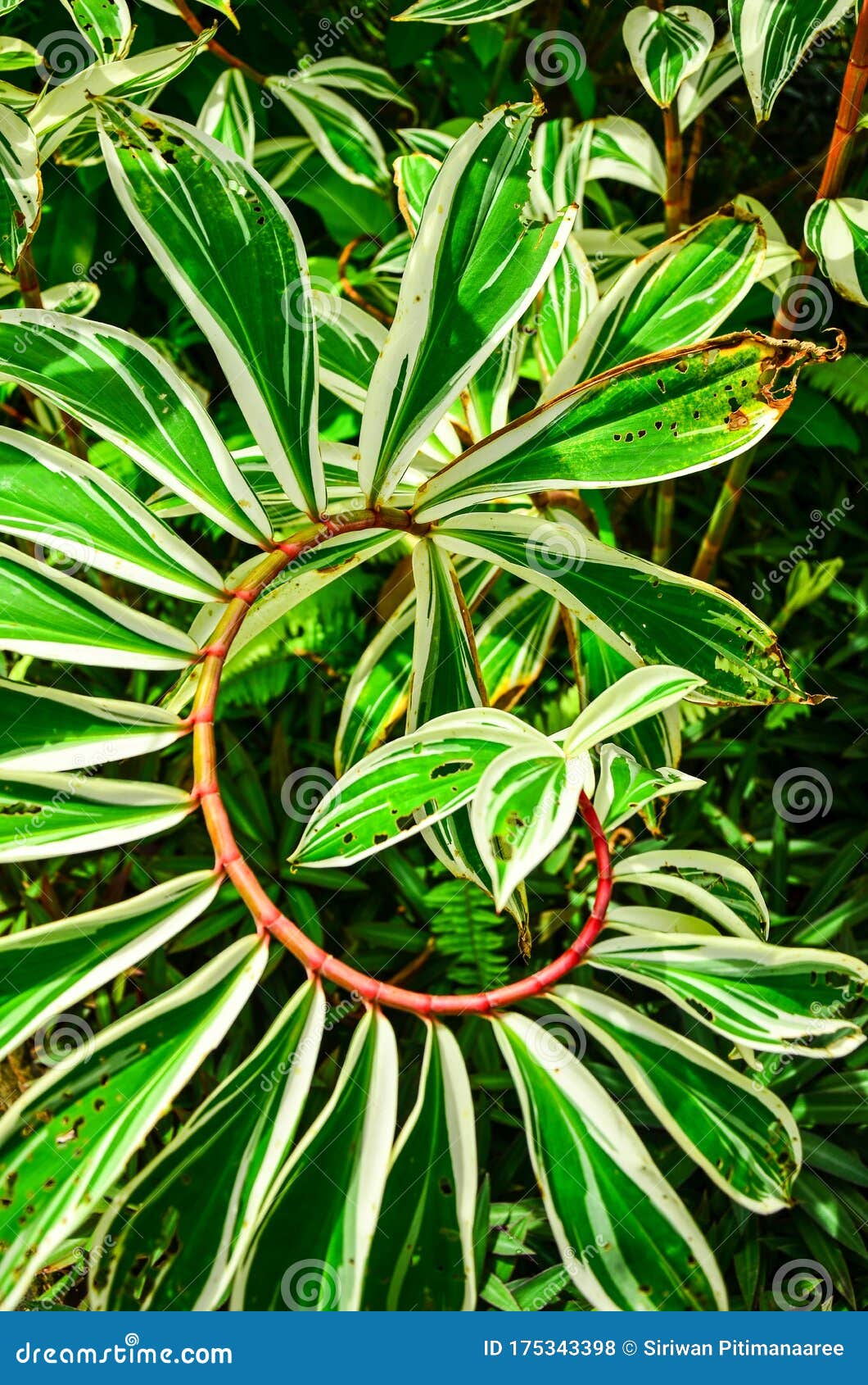 Green Leaf Stair , Leaves Circular Shape Stock Photo - Image of tree ...