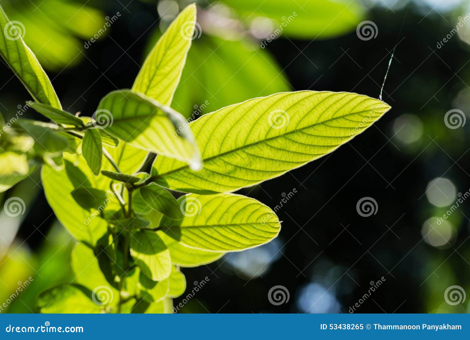 Green leaf stock image. Image of natural, close, lines - 53438265